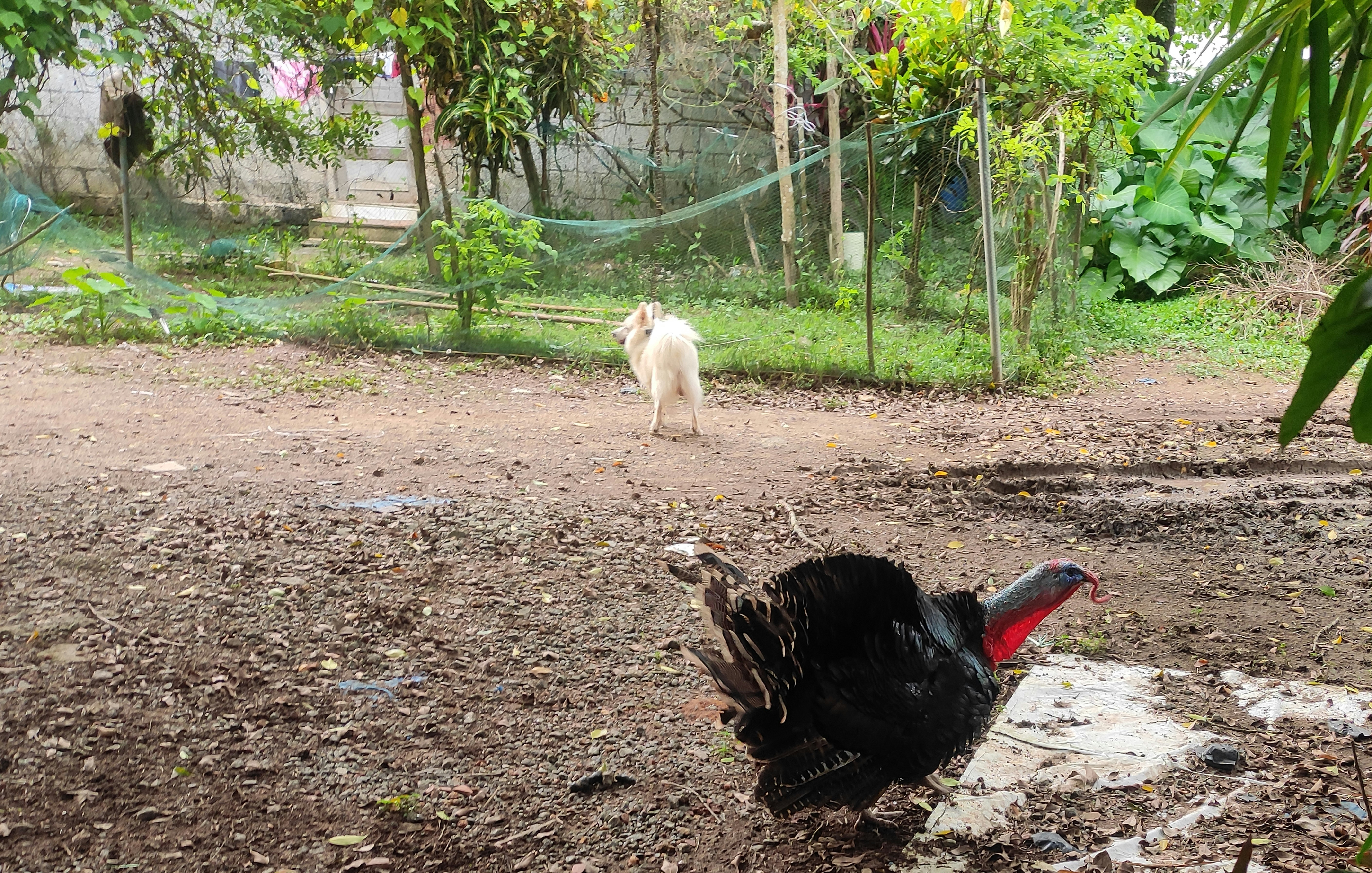 Backyard Encounter: A Black-Tailed Turkey and a Curious Pooch
