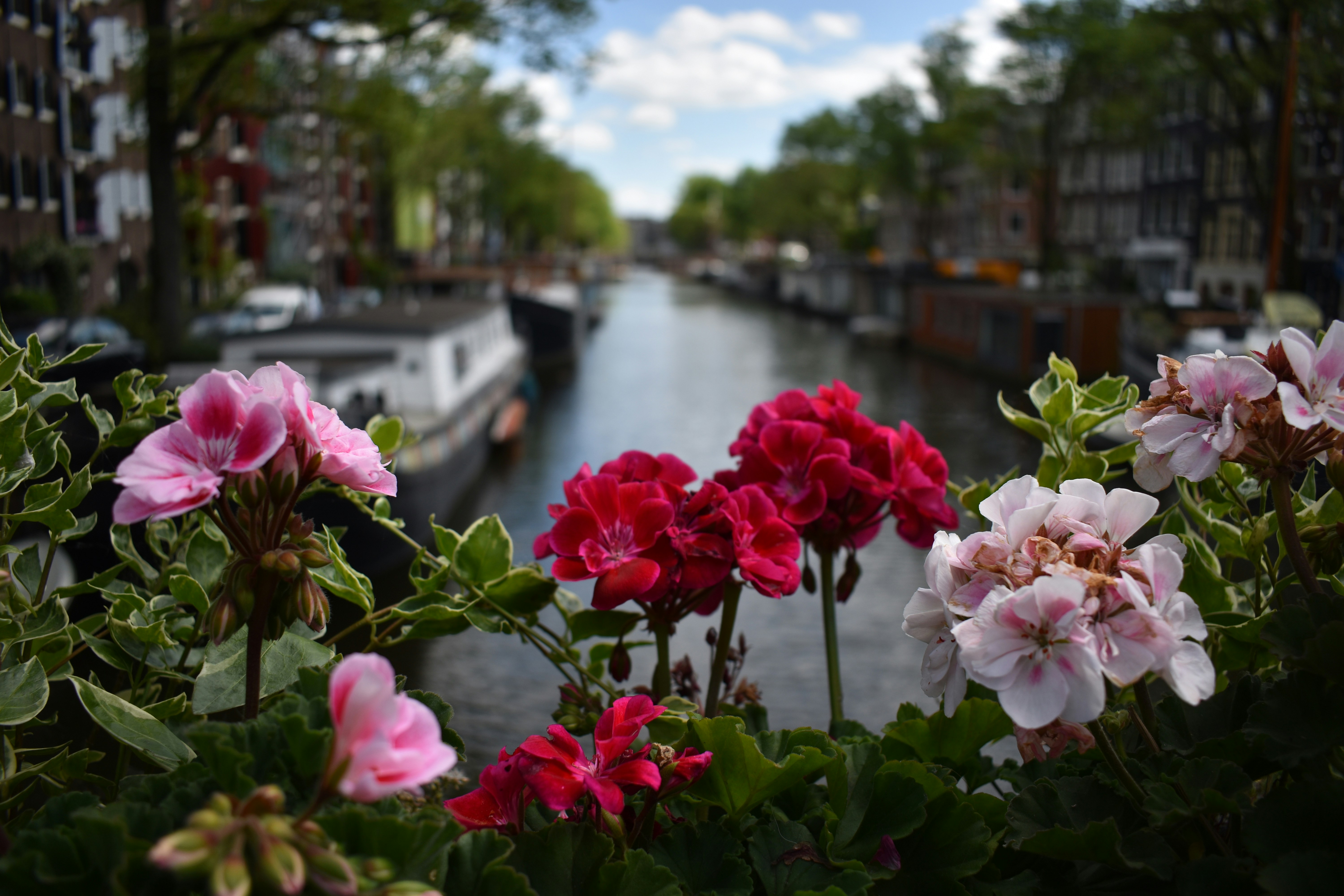 Crimson Geraniums Framing a Canaled Cityscape