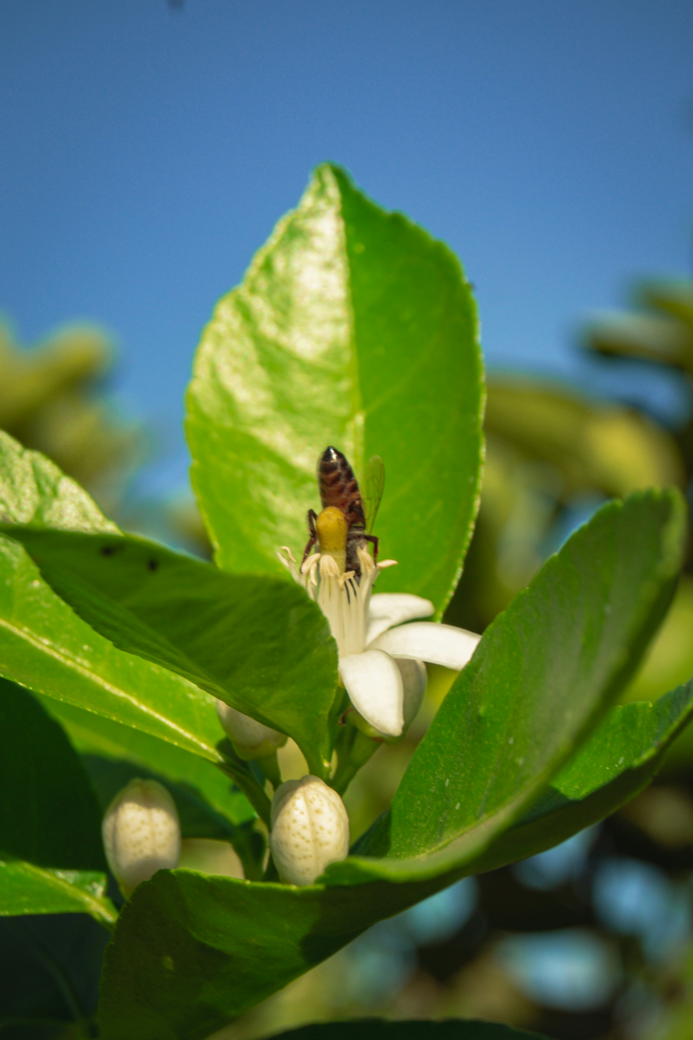 Sunlit Citrus Bloom: A Tiny Pollinator at the Heart of White Petals
