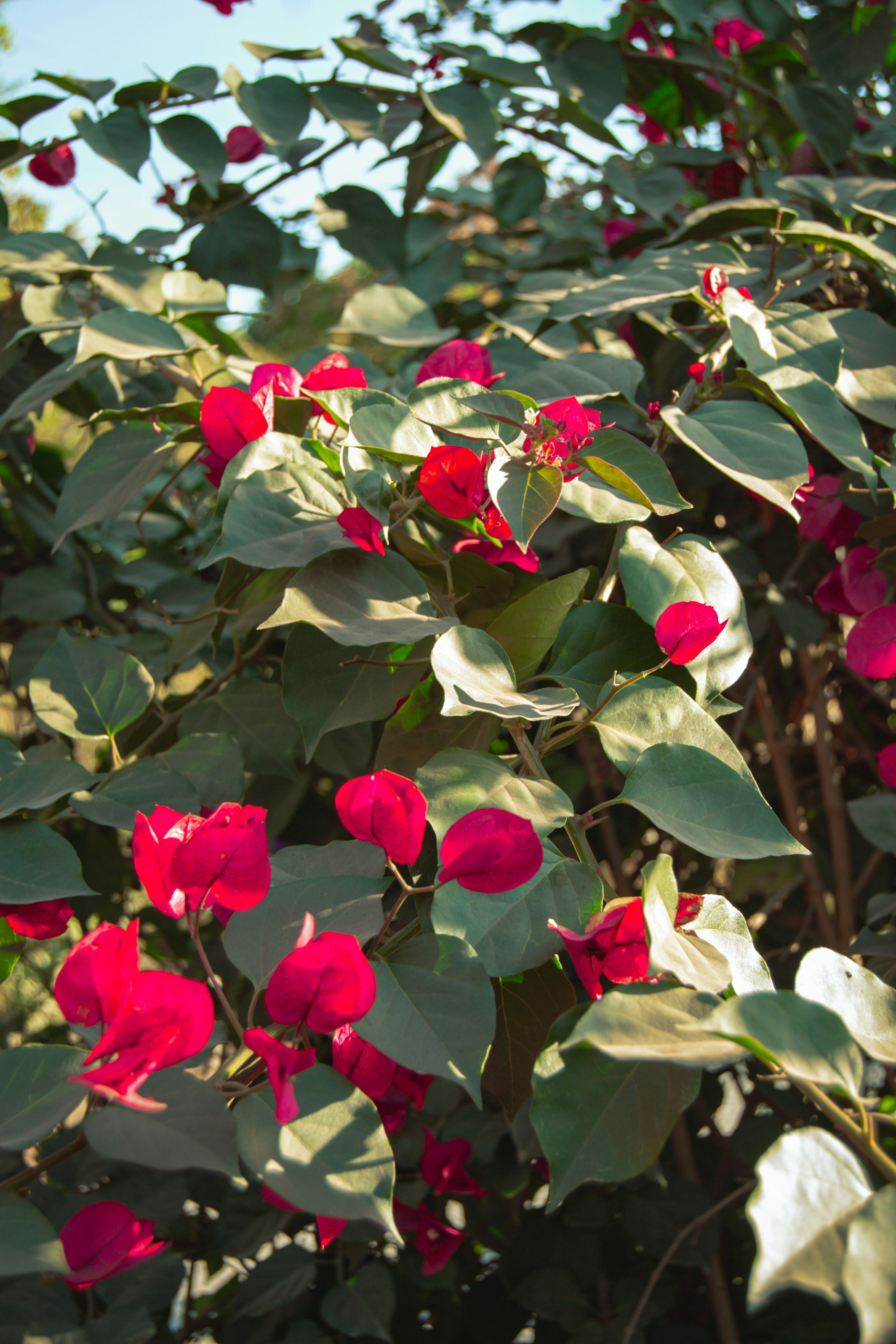 Un buisson aux fleurs rouges photo – Photo Brésil Gratuite sur Unsplash