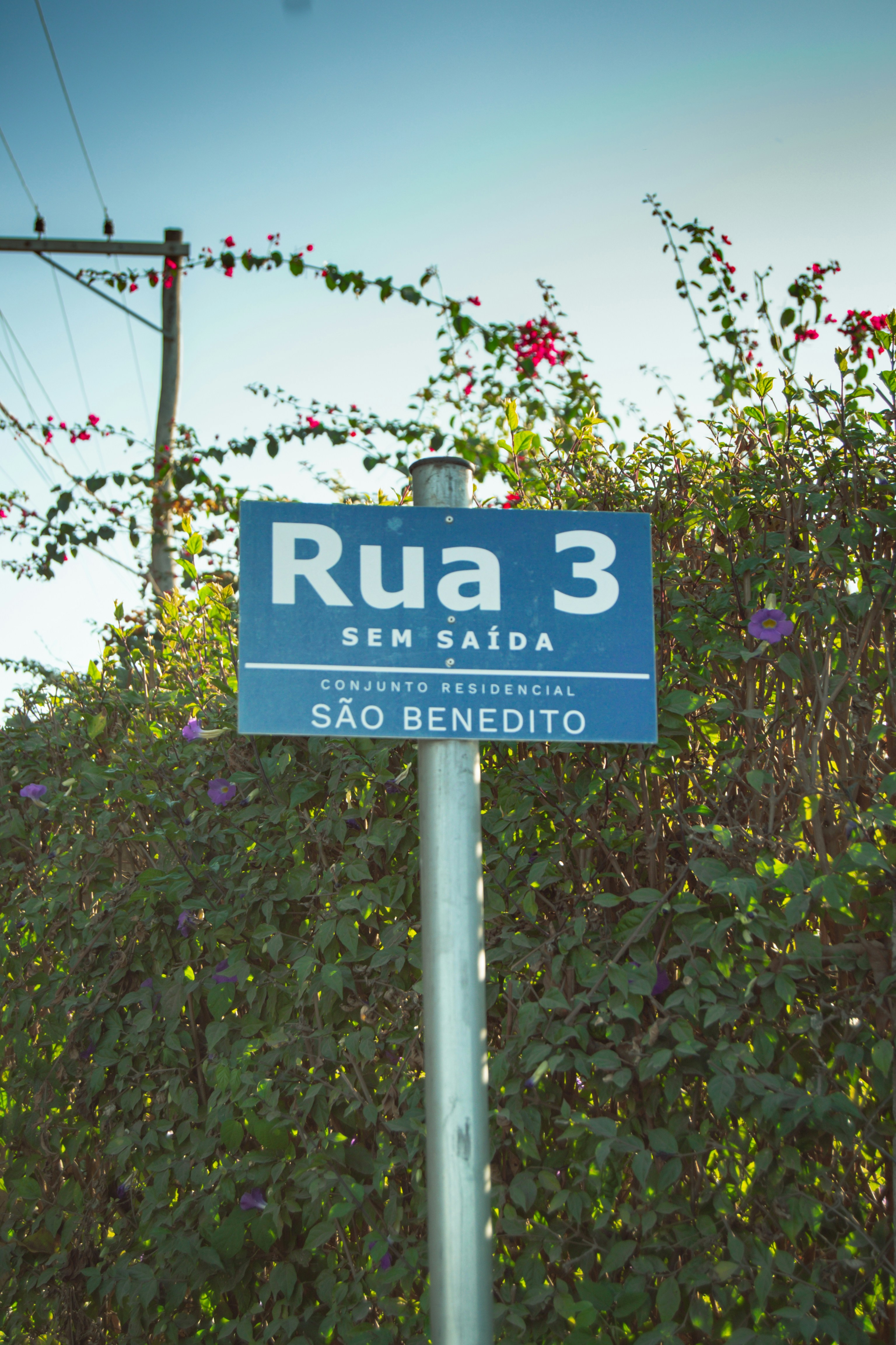 Rua 3 Signboard Framed by Climbing Roses in Bright Morning Light