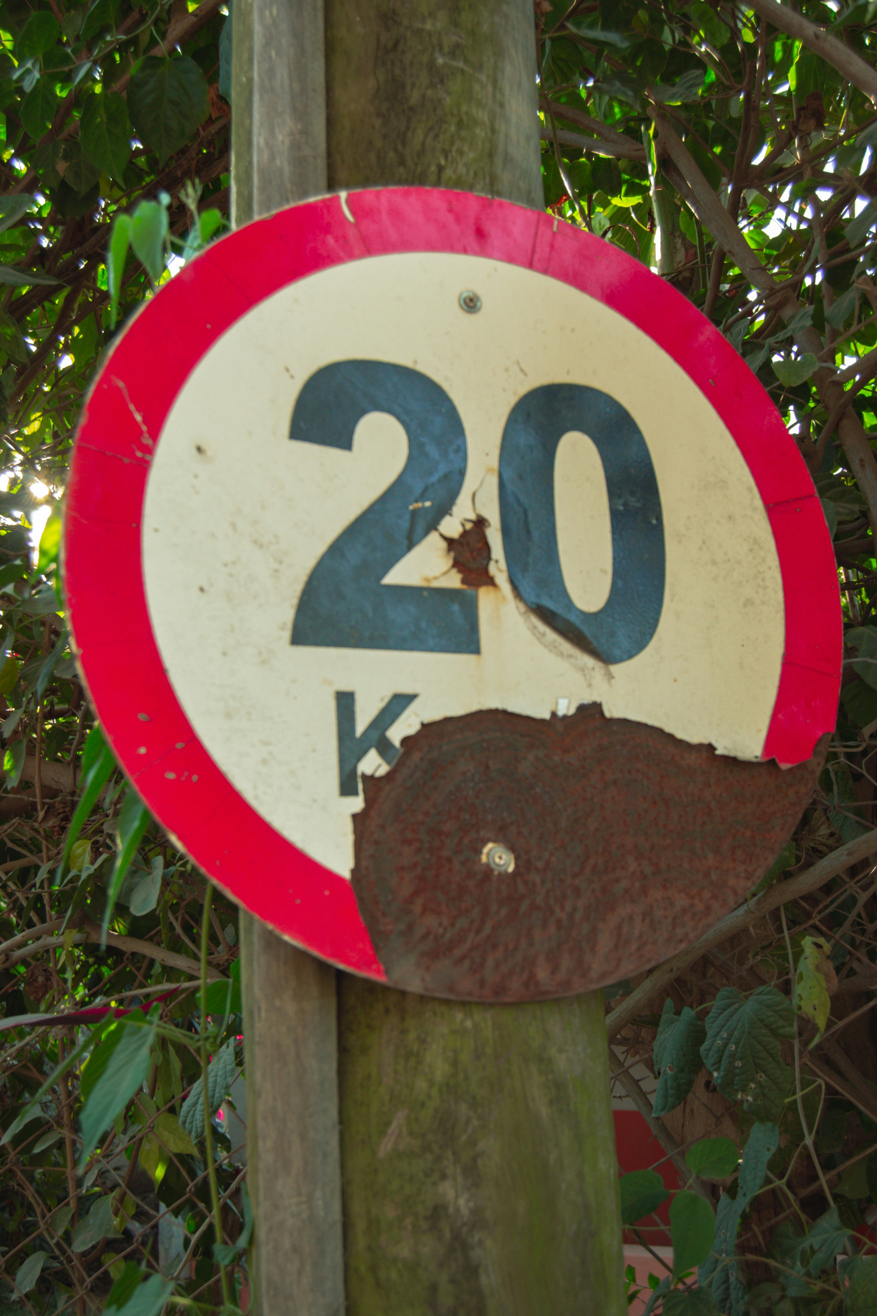 Rust and Ivy Guard a Weathered 20 Sign