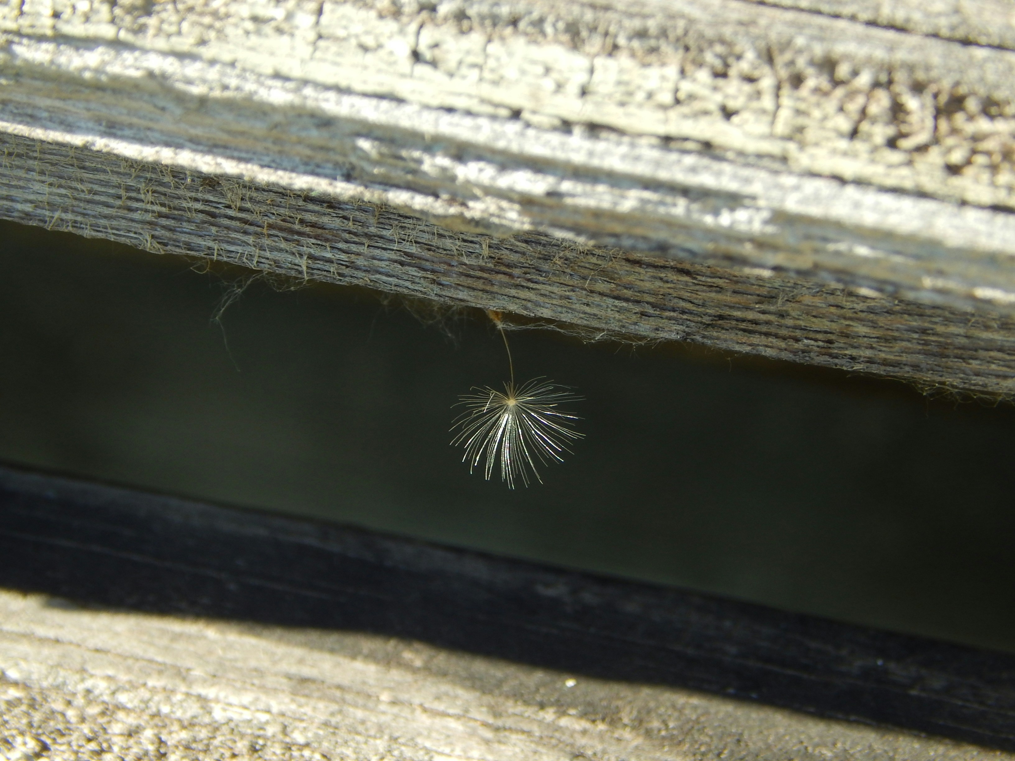 A single dandelion seed suspended in the air between weathered wooden beams, illustrating the fragility of life. 