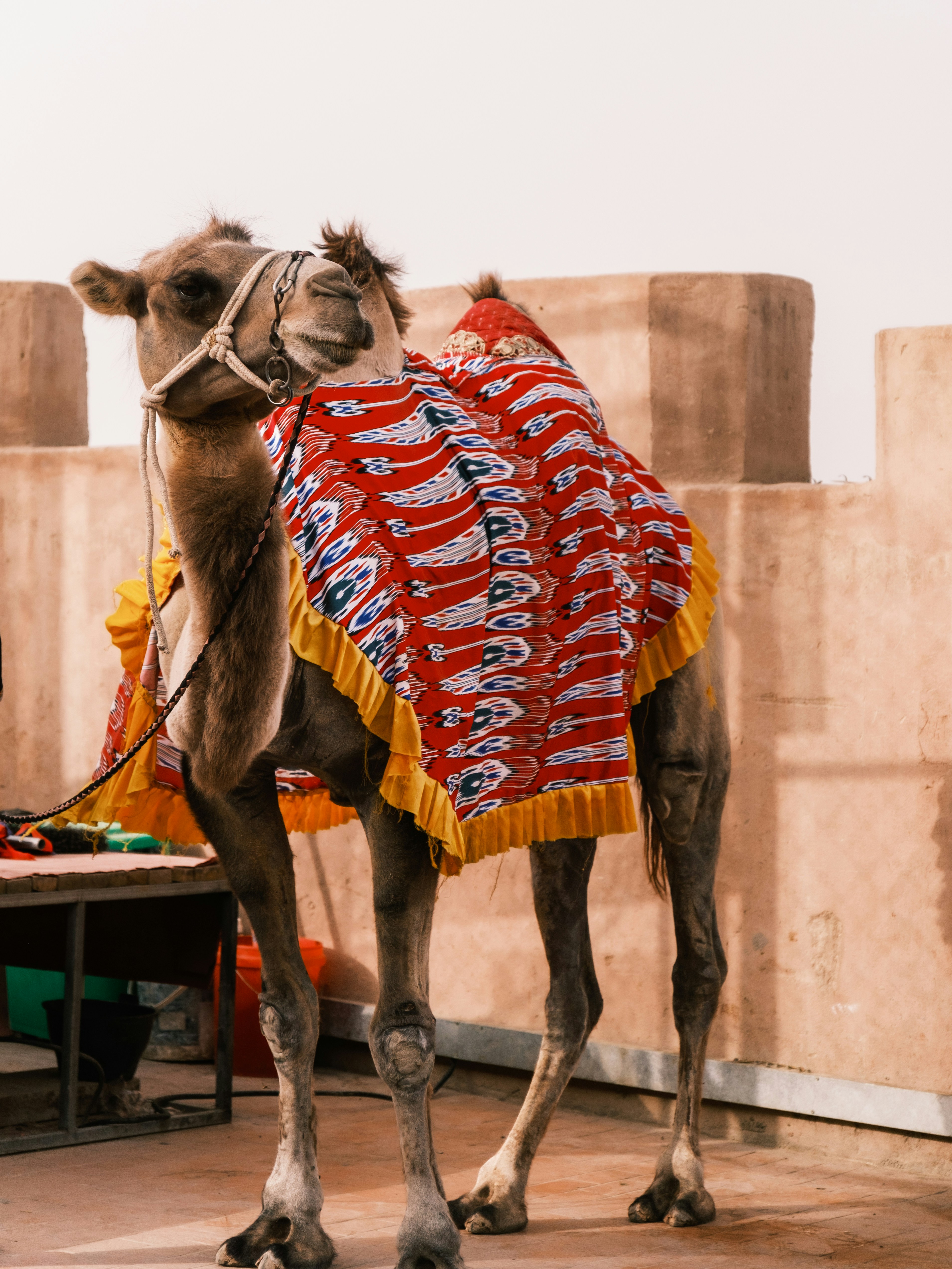 A decorated camel stands proudly against a rustic backdrop, showcasing its colorful blanket and traditional adornments.