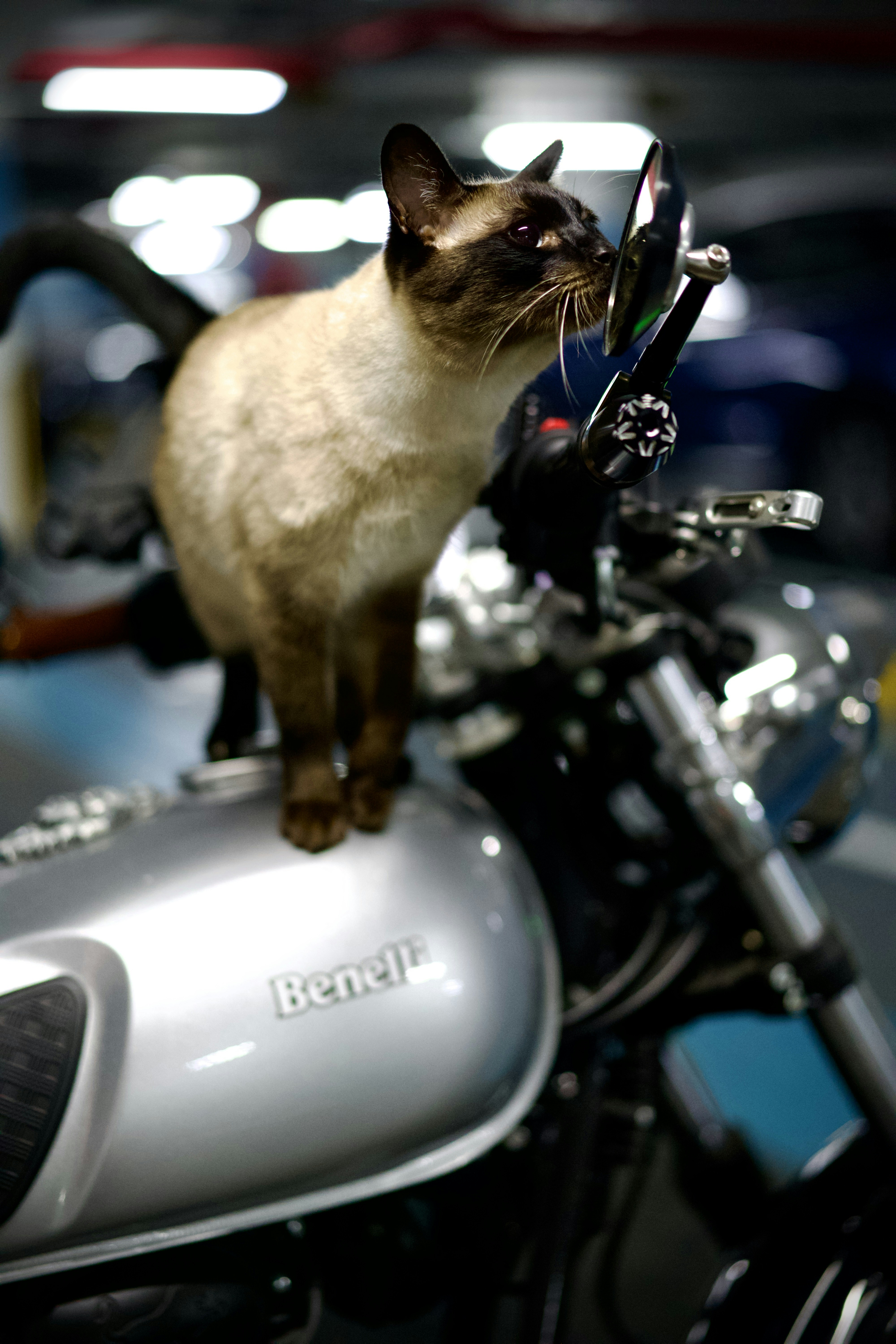 Whiskers at the Handlebar: a Curious Cat on a Gleaming Benelli