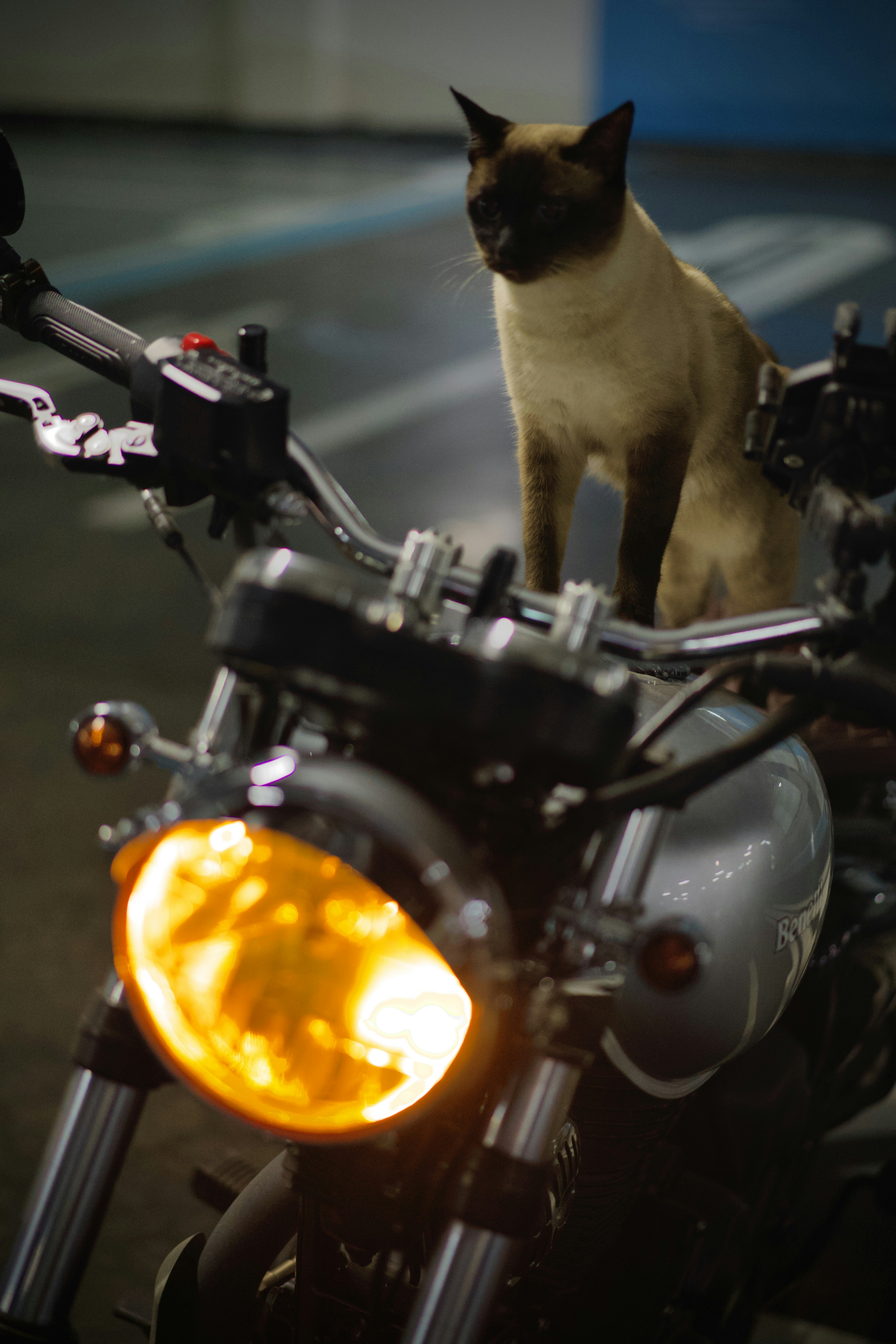 Siamese Sentinel by the Glowing Headlamp