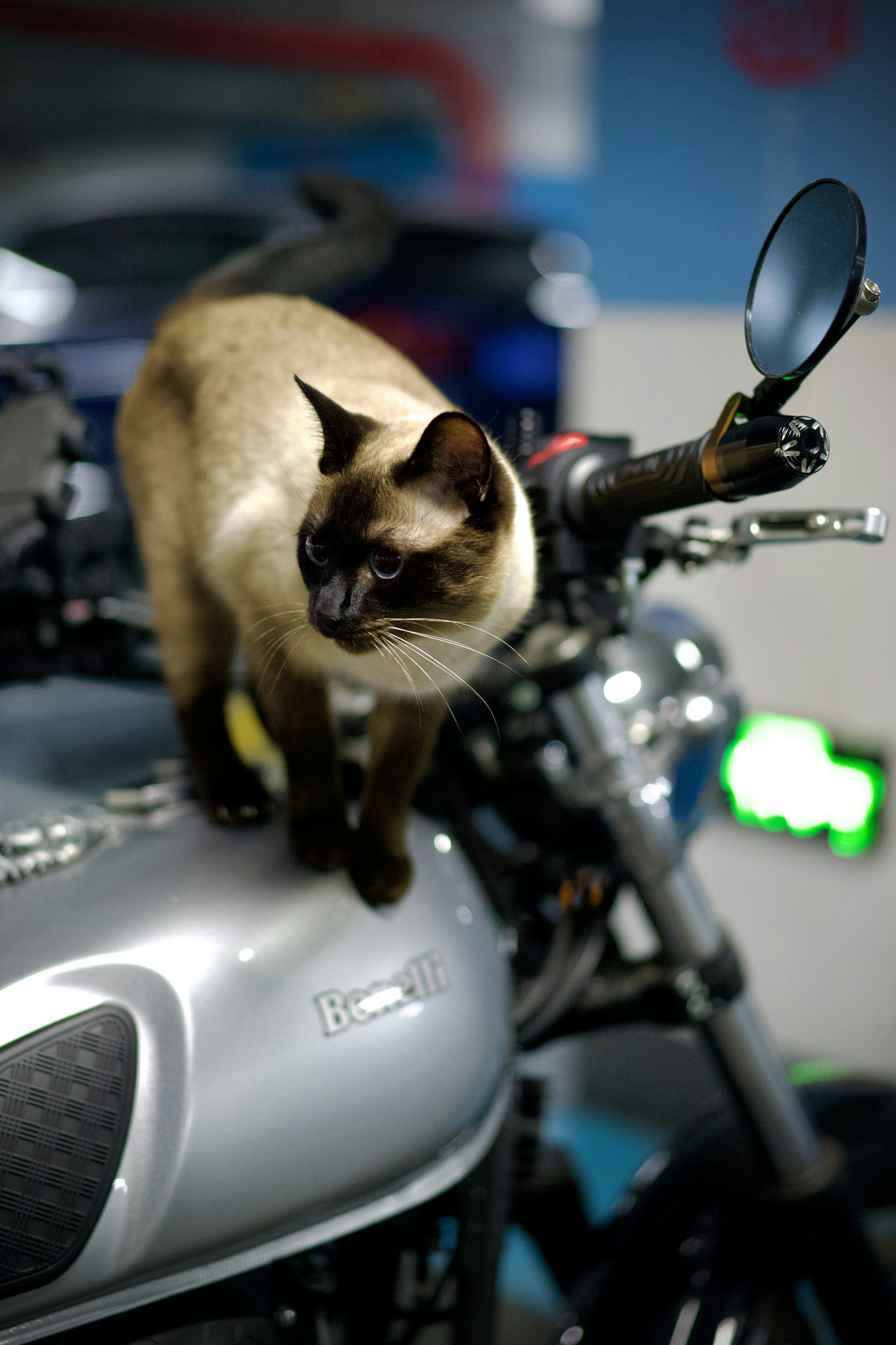 A cat on a motorcycle photo – Free Motorcycle Image on Unsplash