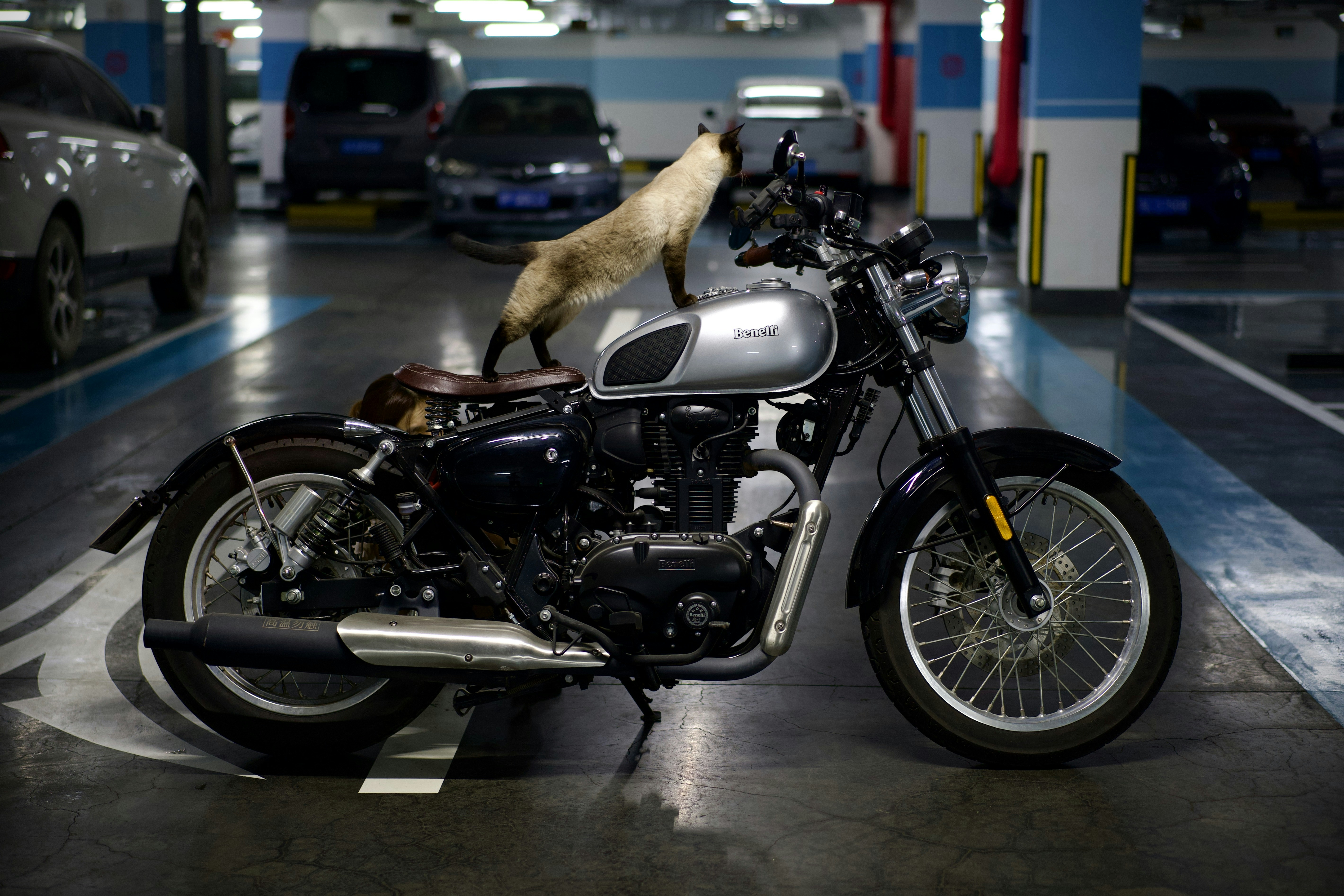 Moto in the Rain-Quiet Garage: A Classic Retains Its Shadowed Soul