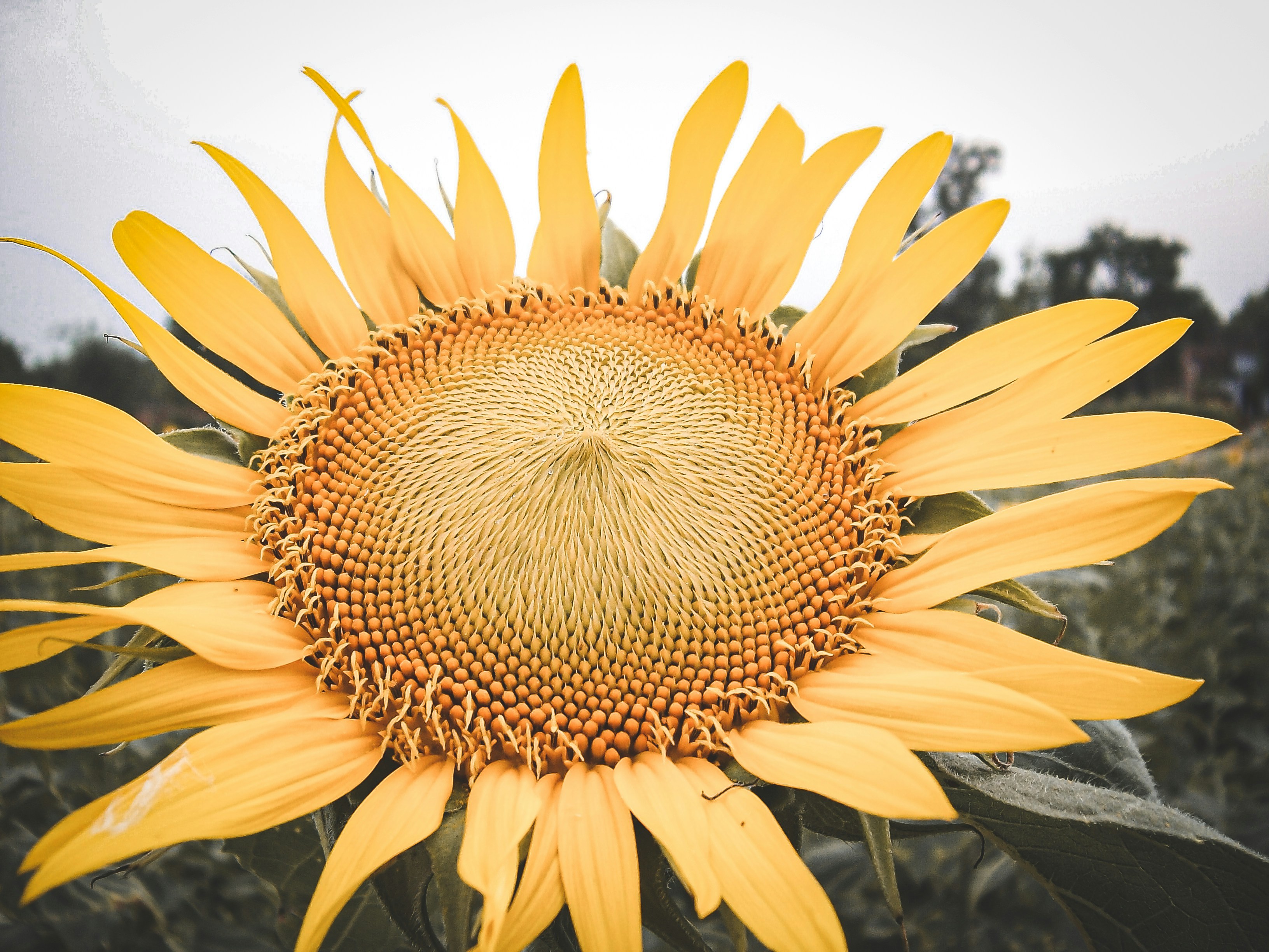 Golden Sunburst in Overcast Skies
