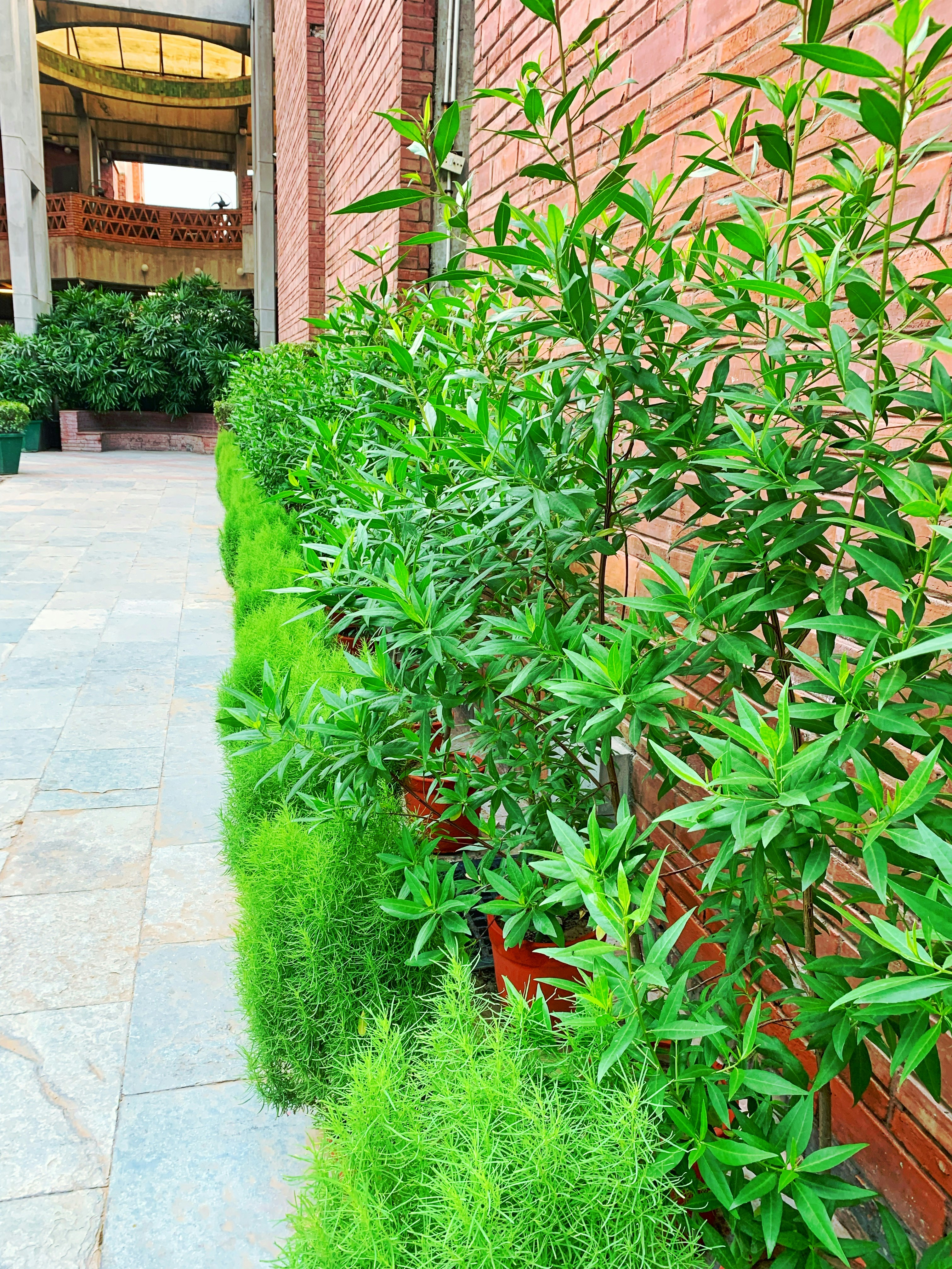 Emerald Corridor: A Narrow Green Framing a Brick-Walled Path to an Arch