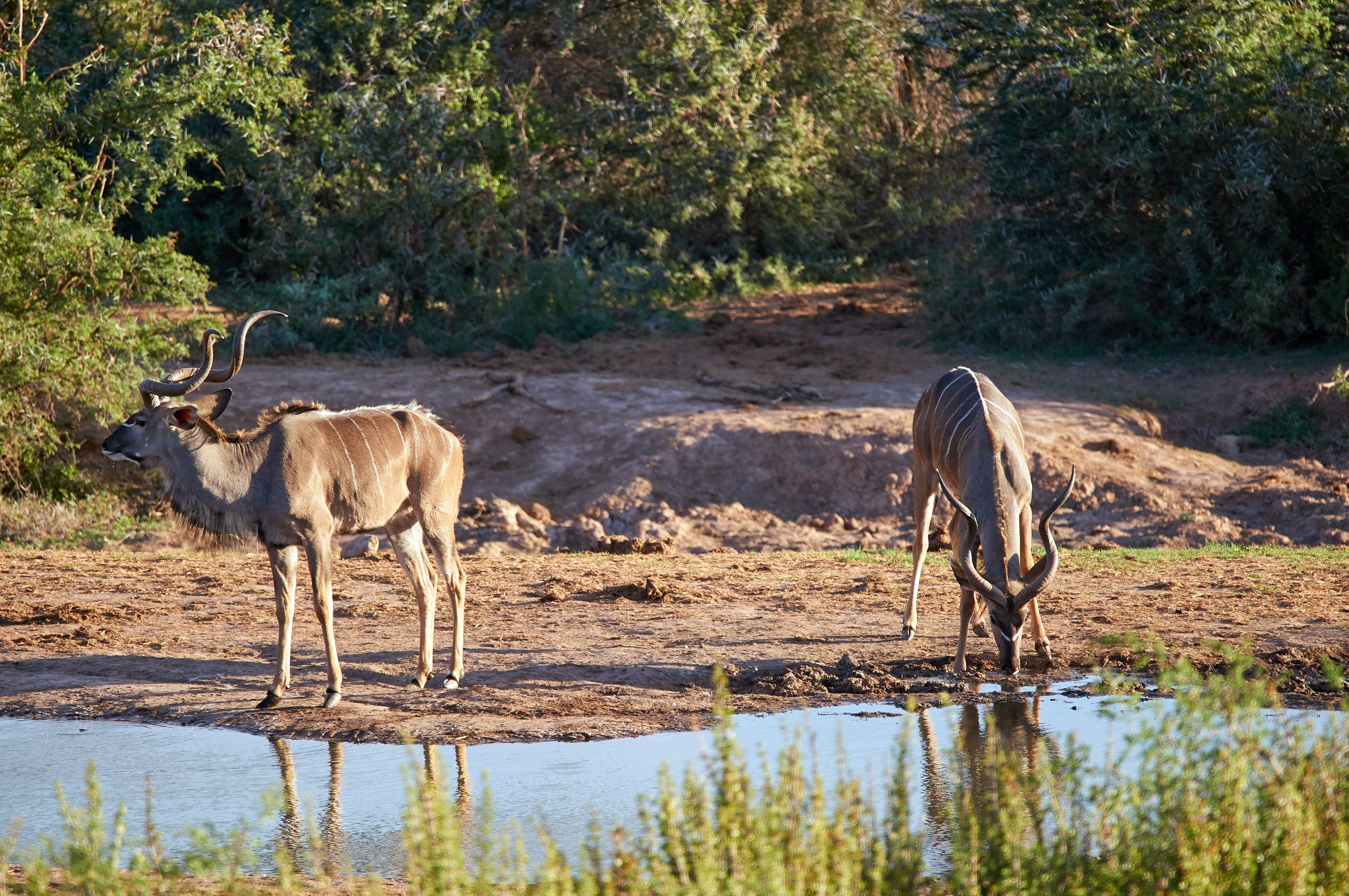 Grazing antelopes by a reflective pool at the edge of a sunlit plain