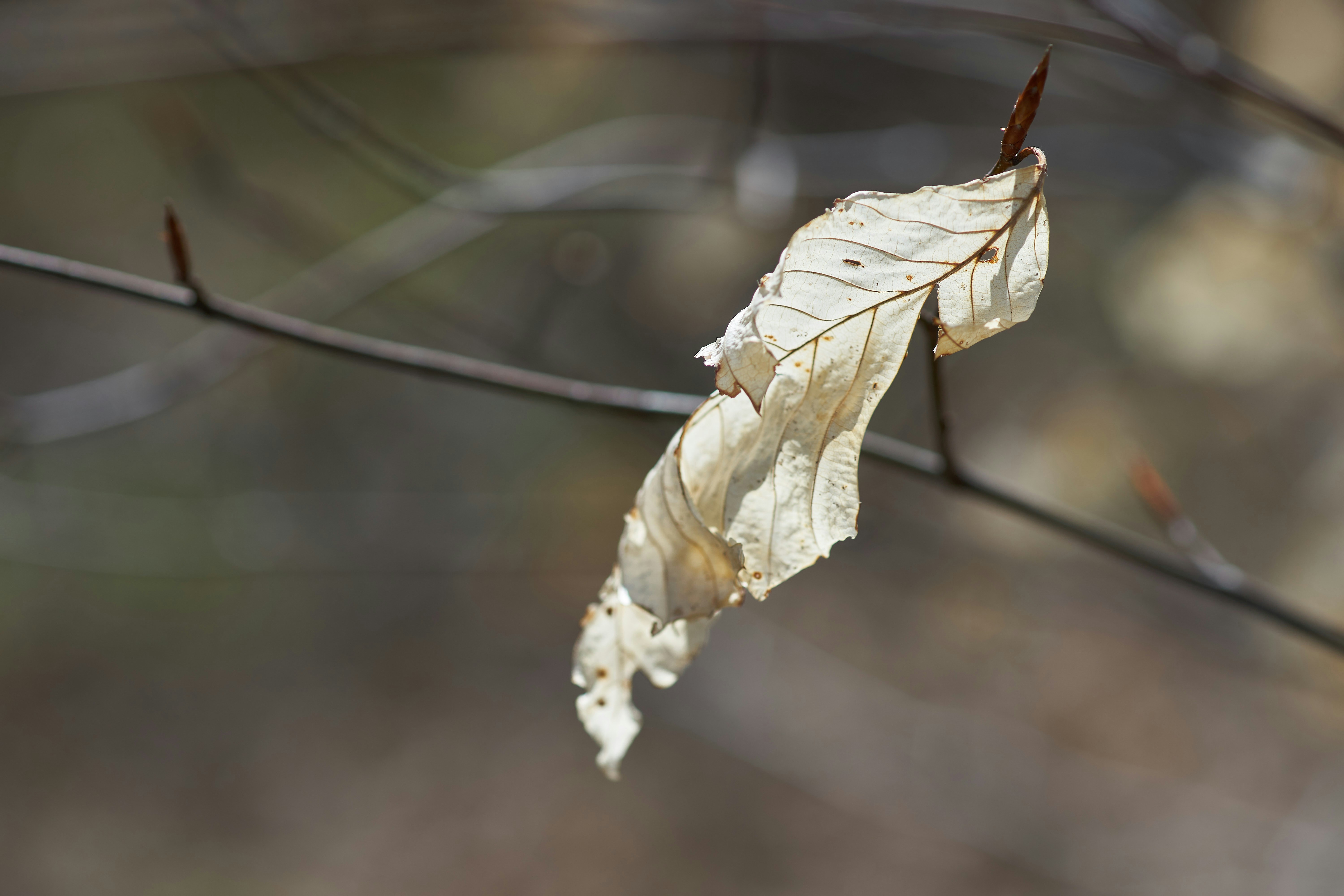 Photo by Wolfgang Hasselmann with Sony Alpha 7 II