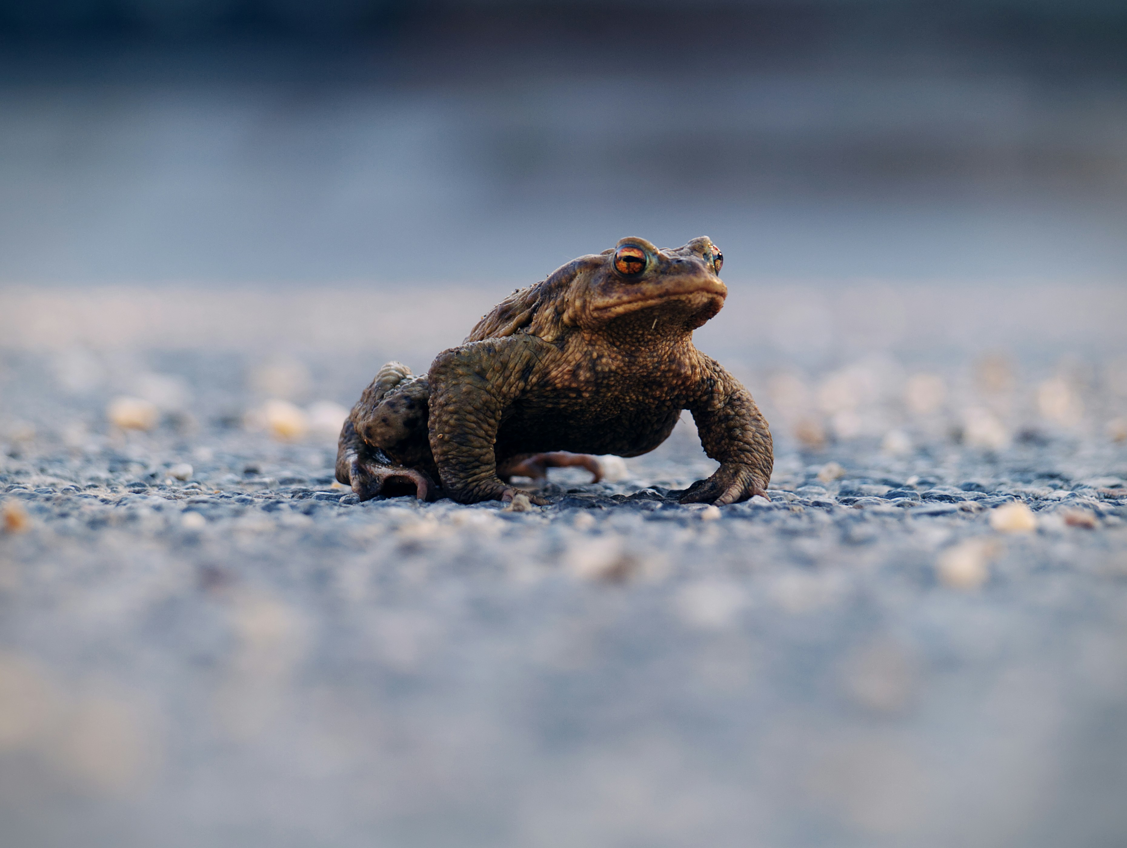 Pebble-Stage Sentinel: a solitary toad on a quiet shoreline