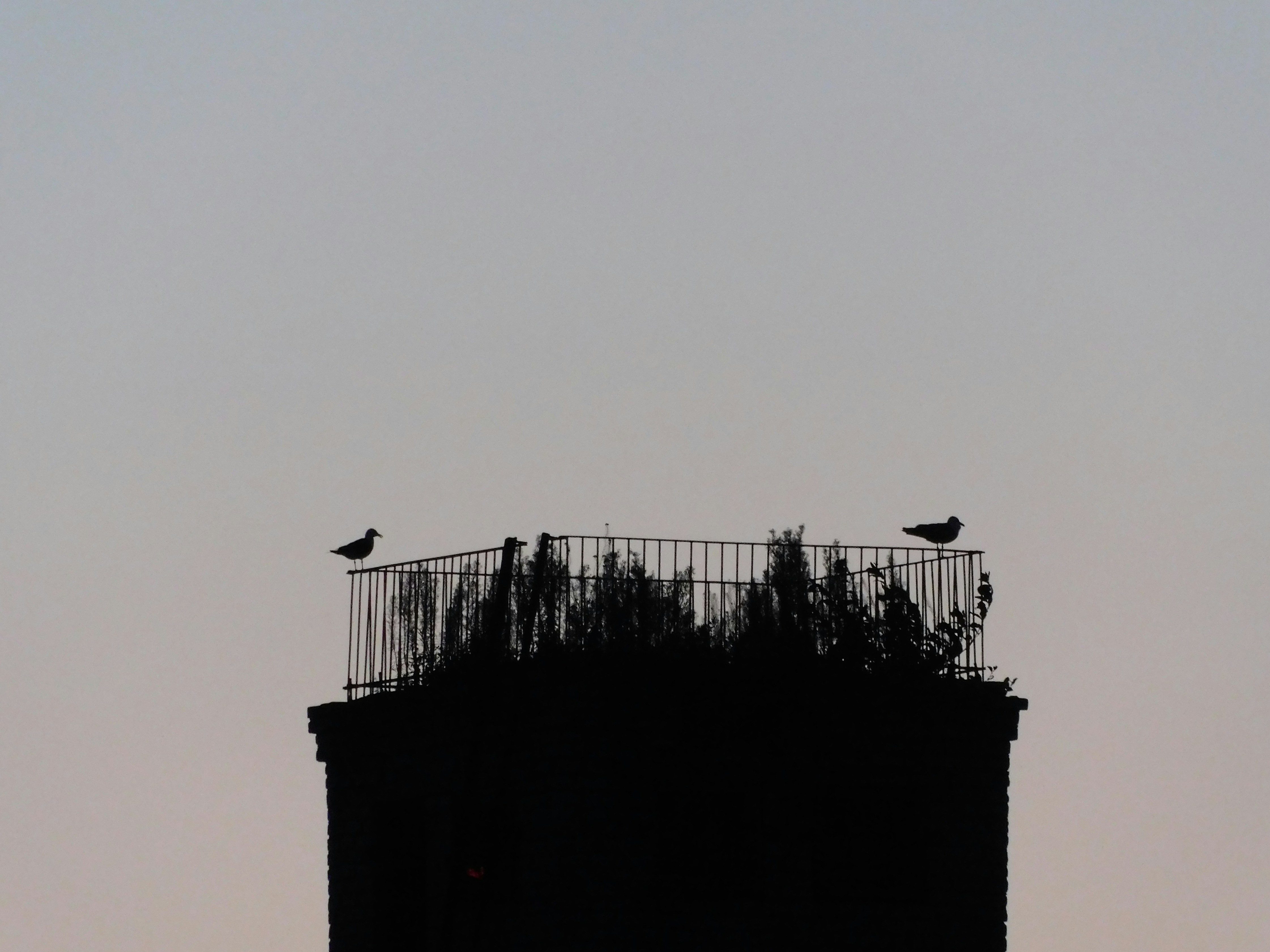 Silhouette on a Rooftop Garden at Dusk