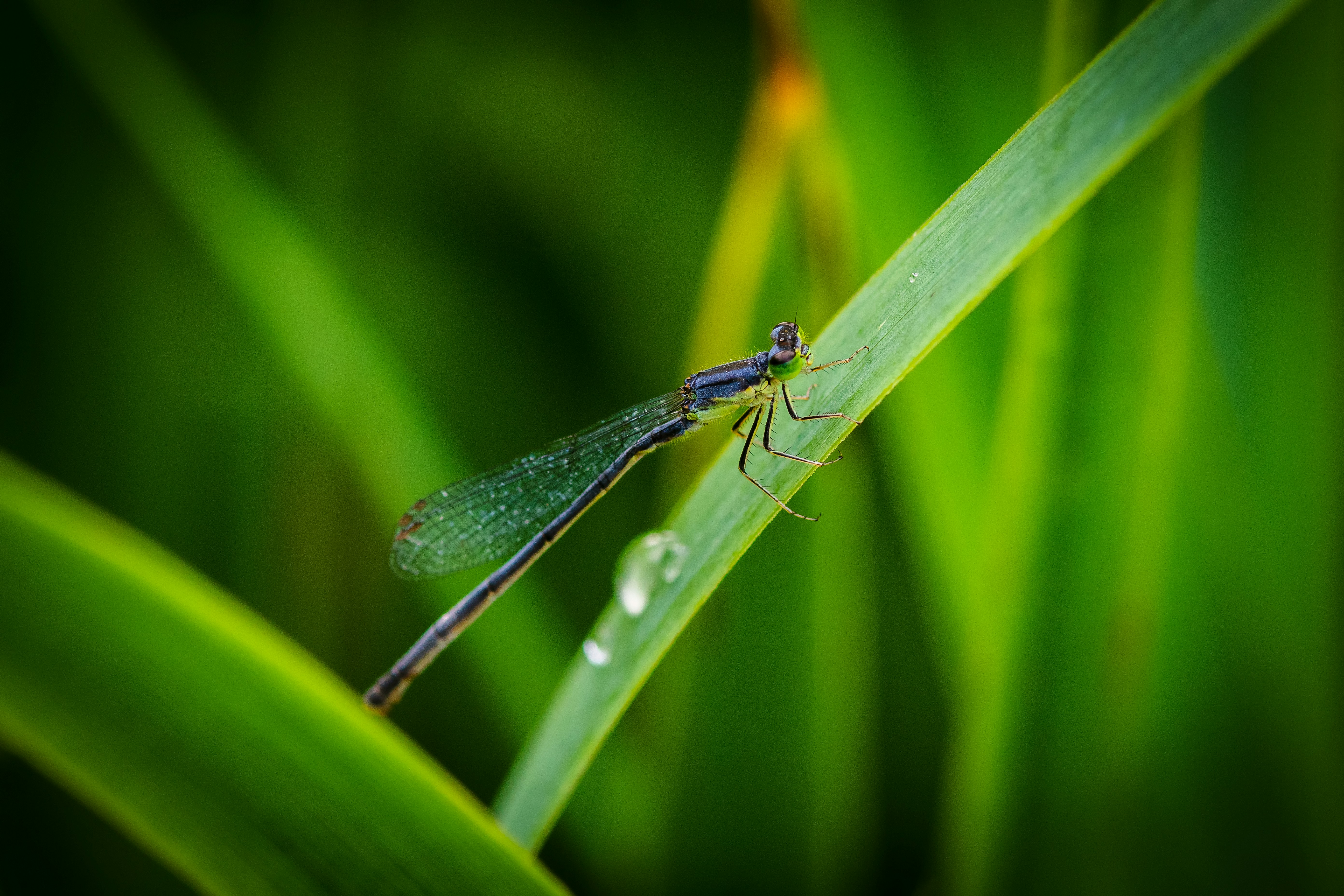 Un insecte sur une feuille photo – Photo Vert Gratuite sur Unsplash
