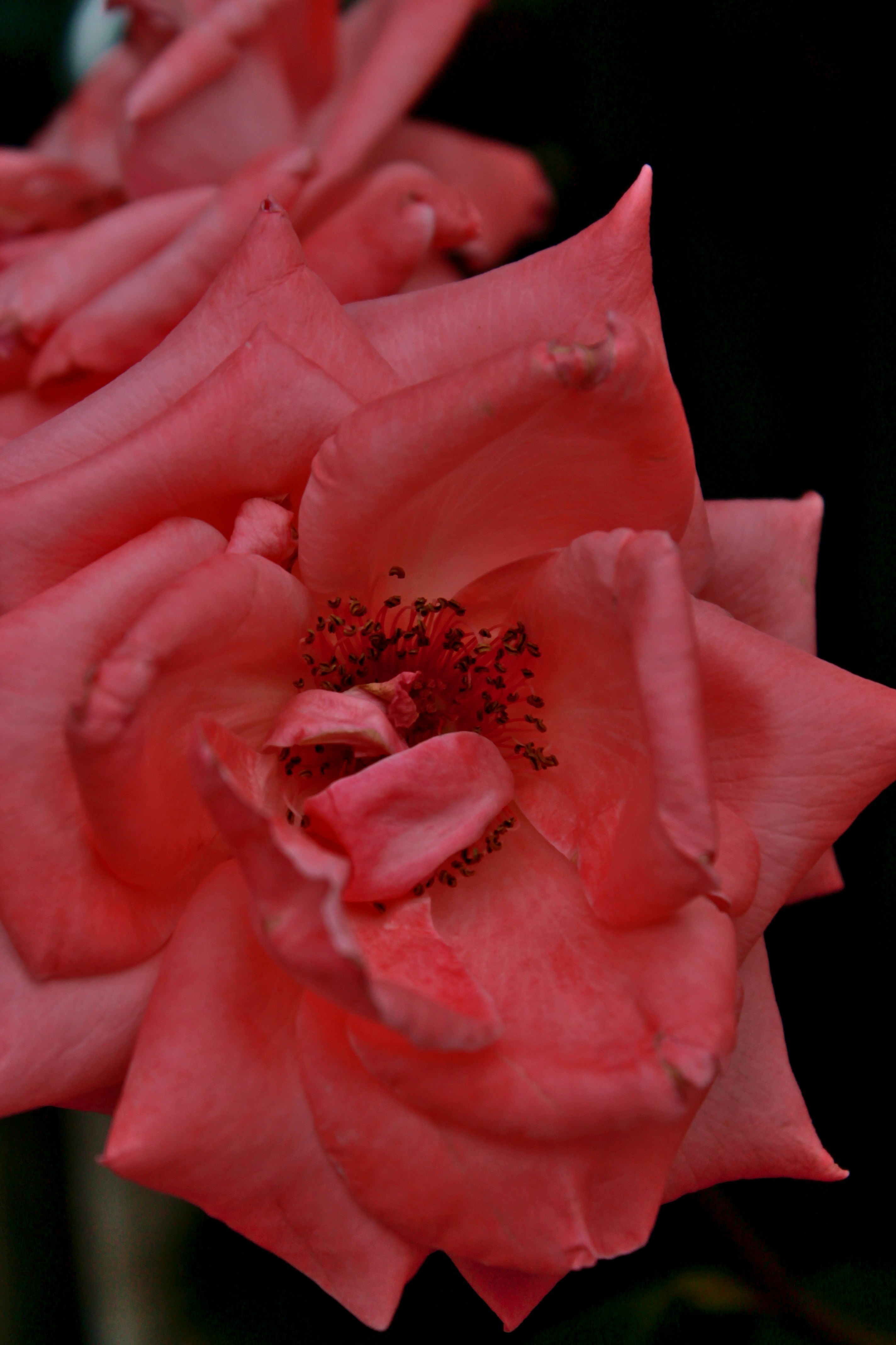 Crimson Velvet: The Hidden Stamen Within a Pink Rose