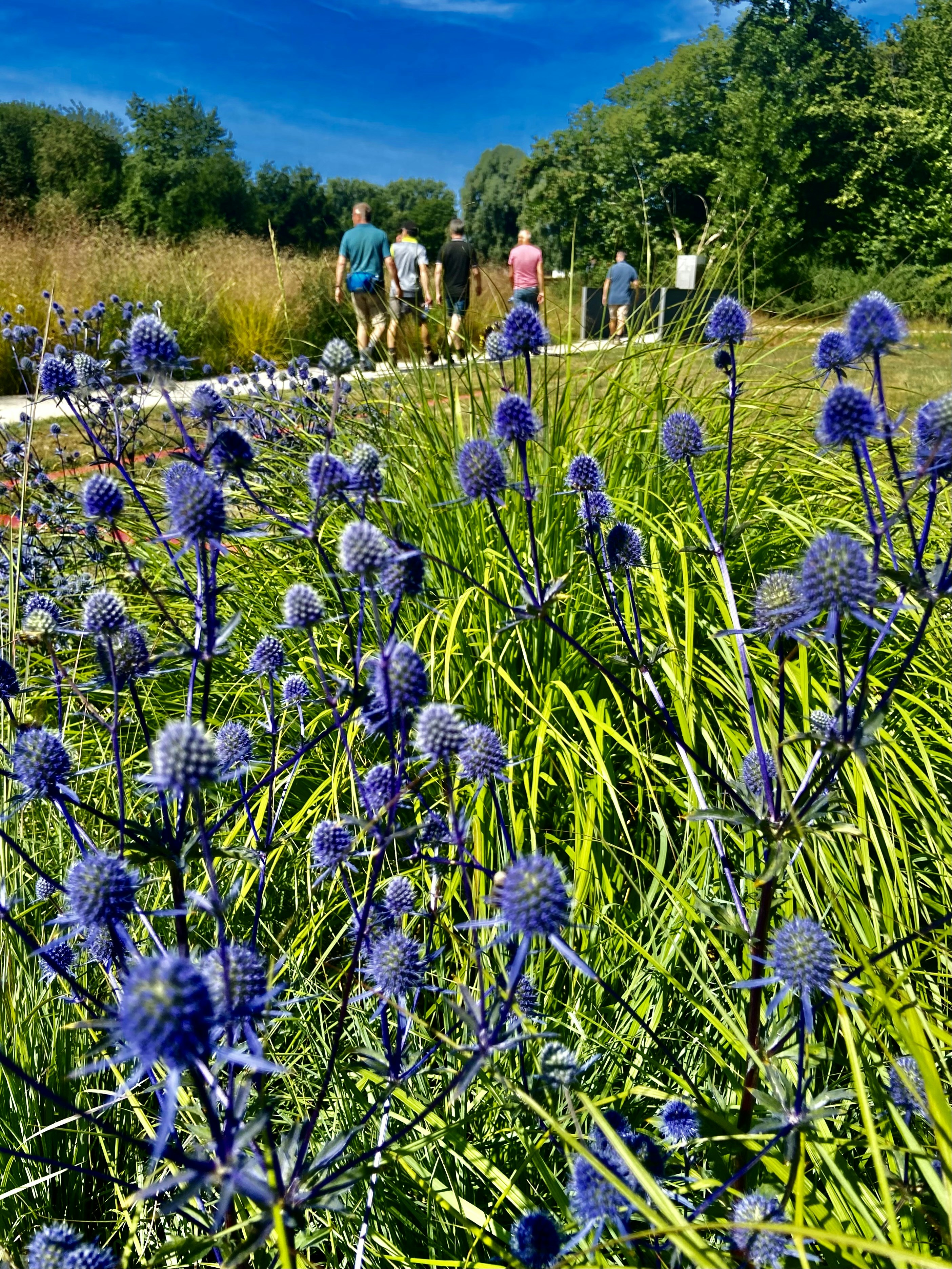 Purple alliums lead a sunlit garden path toward a distant quartet of wanderers