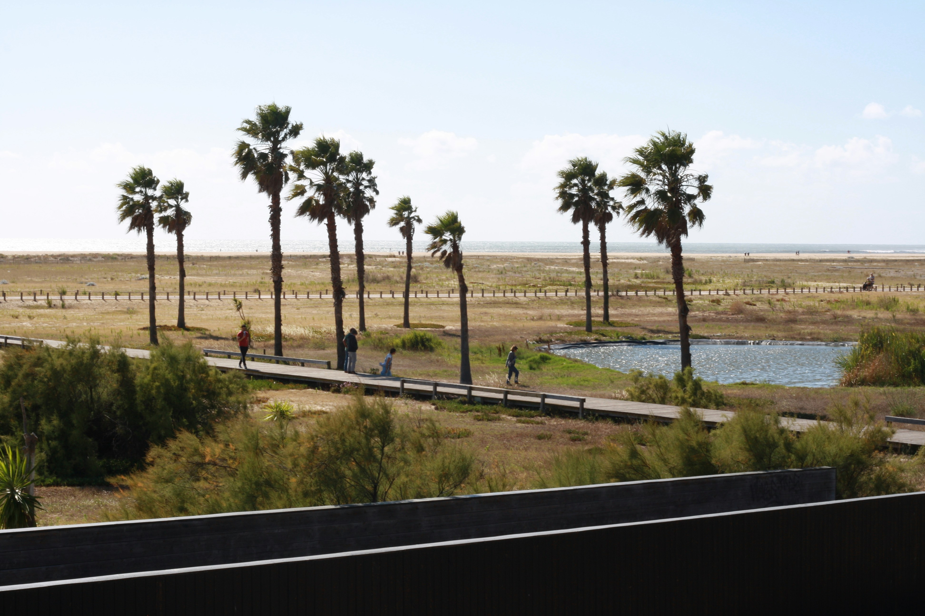 A scenic view featuring a winding pathway bordered by palm trees, leading towards a tranquil pond under a clear sky.