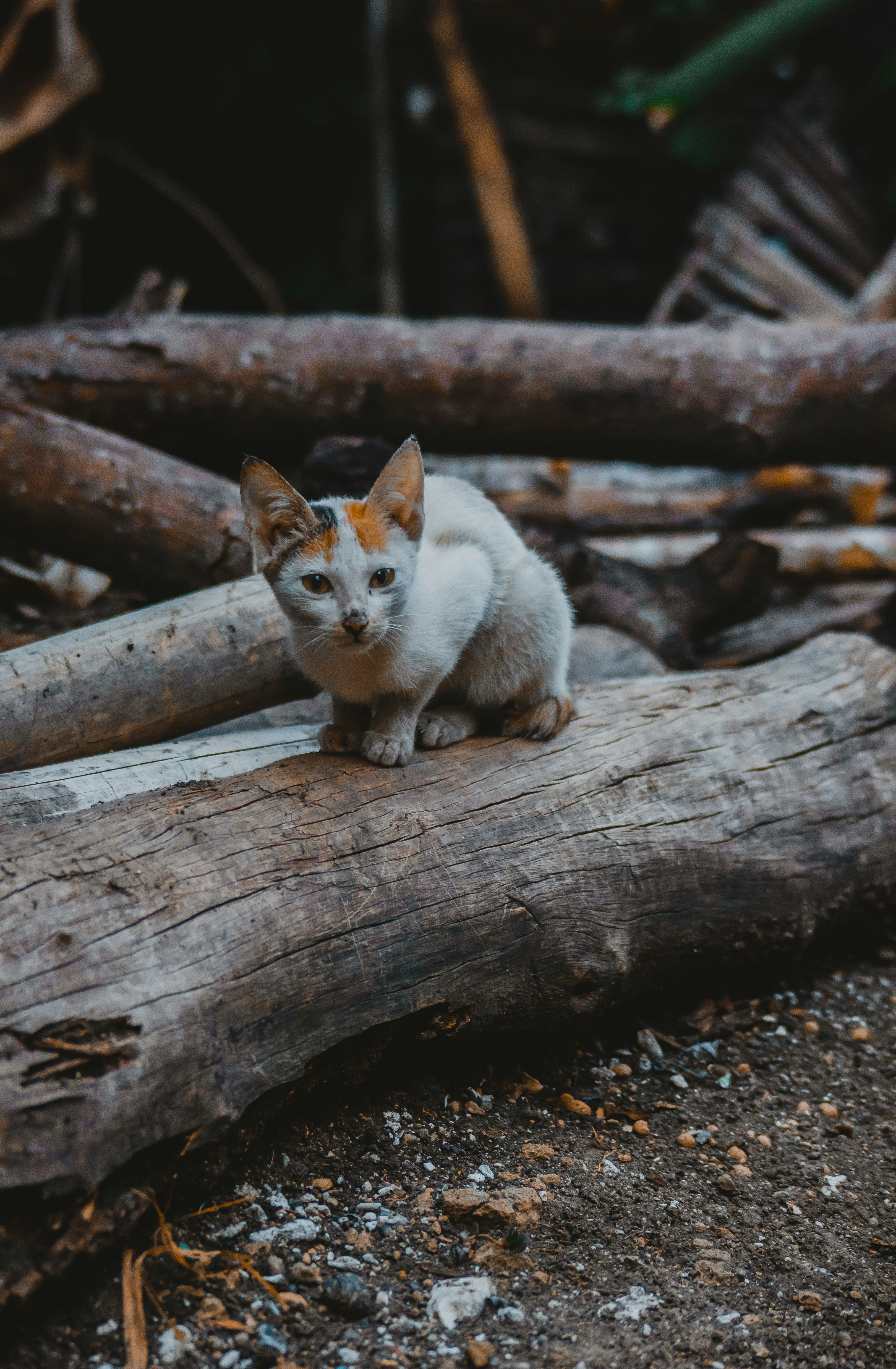 A cat on a log photo – Free Grey Image on Unsplash