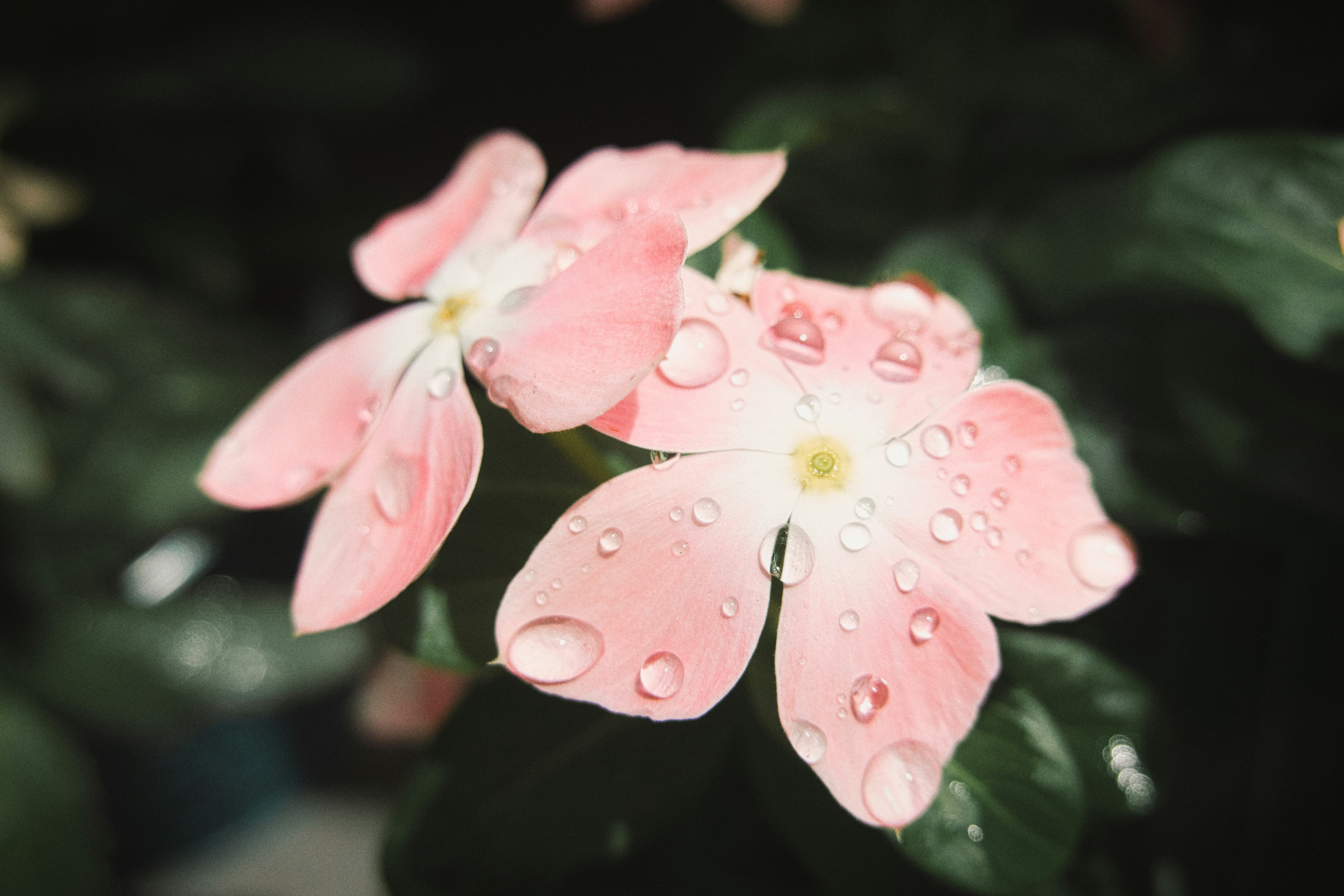 Dew-kissed Pink Hydrangea Bloom in Soft Morning Light