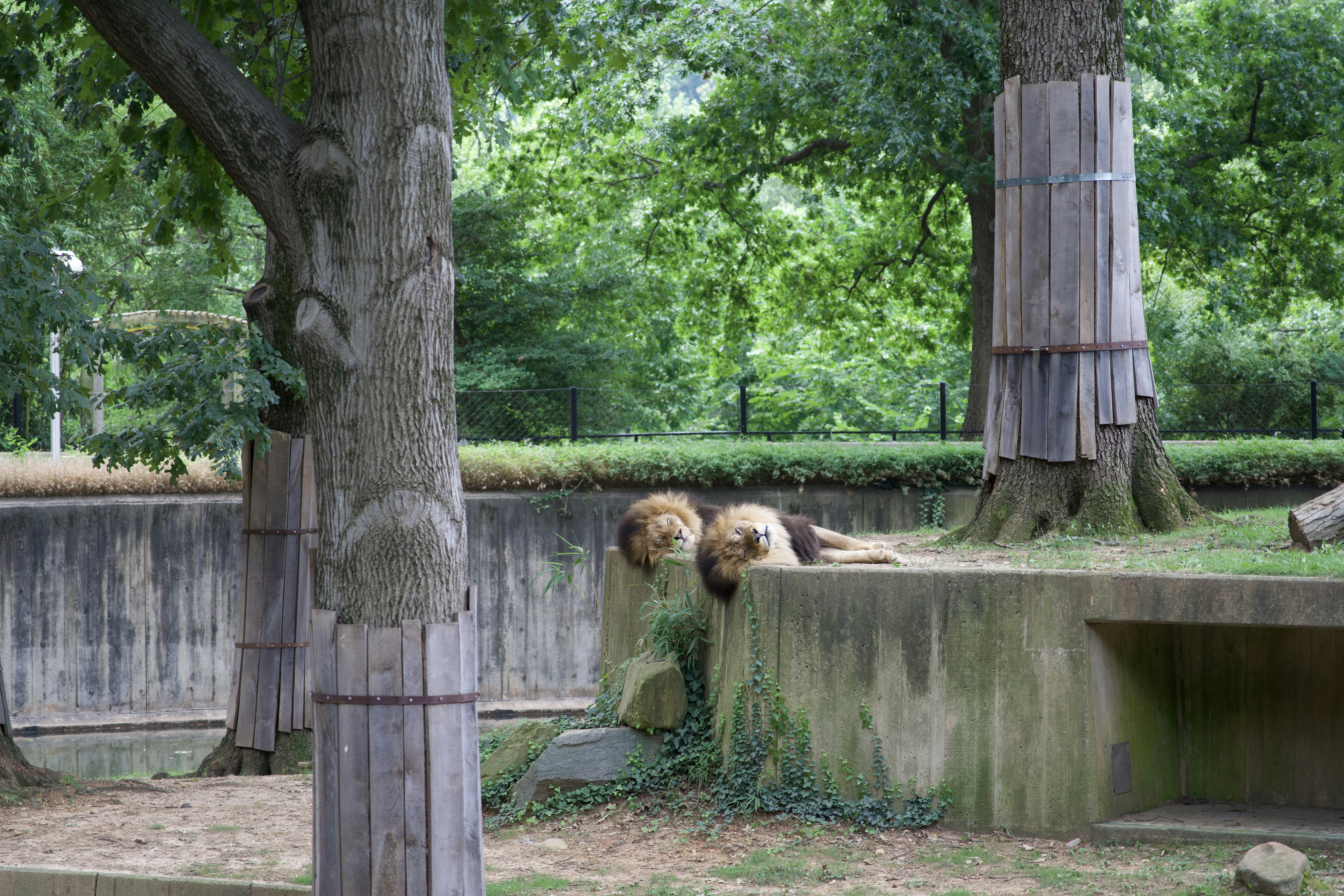A couple of bears in a zoo exhibit photo – Free Animal Image on Unsplash