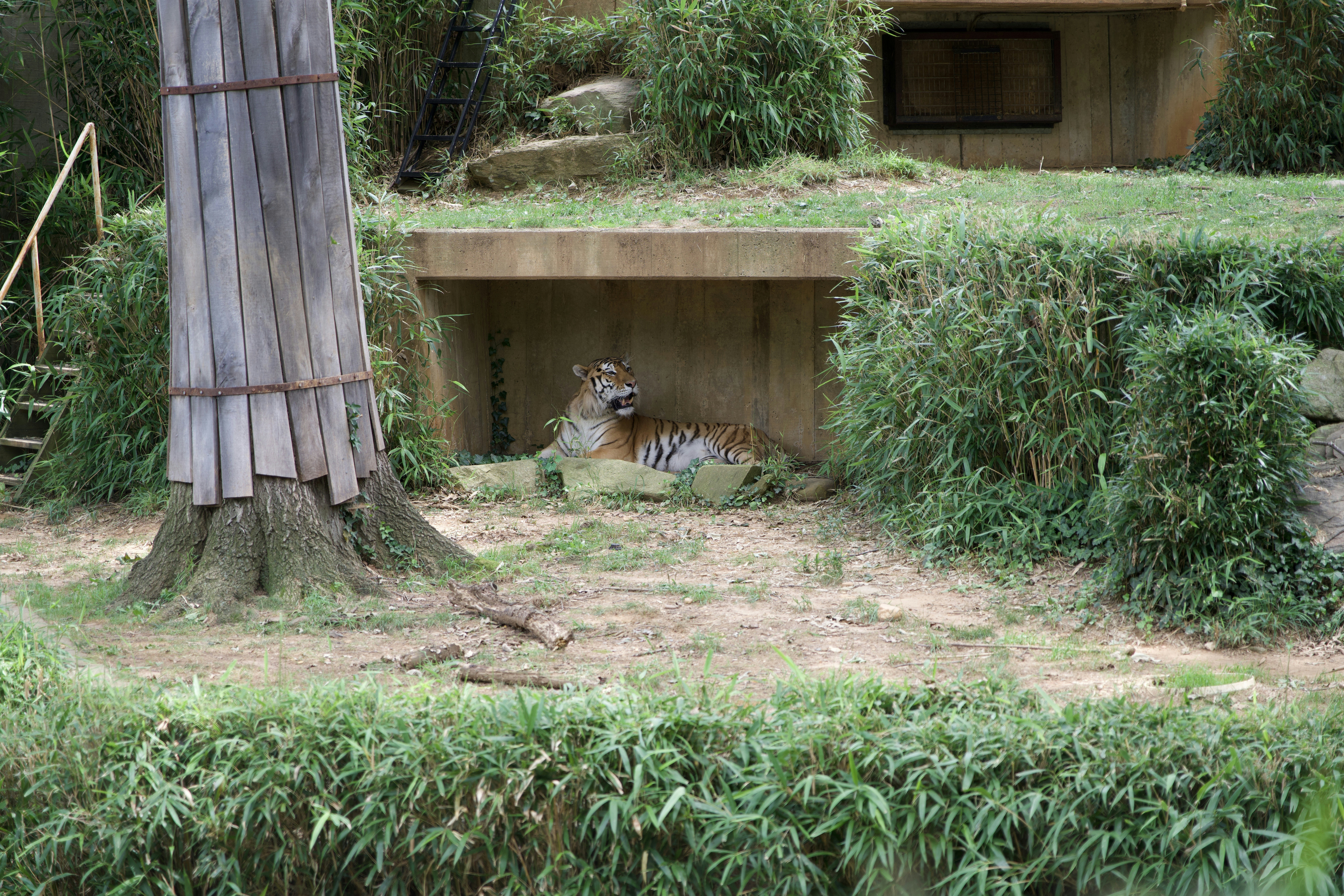 a couple of tigers in a zoo exhibit