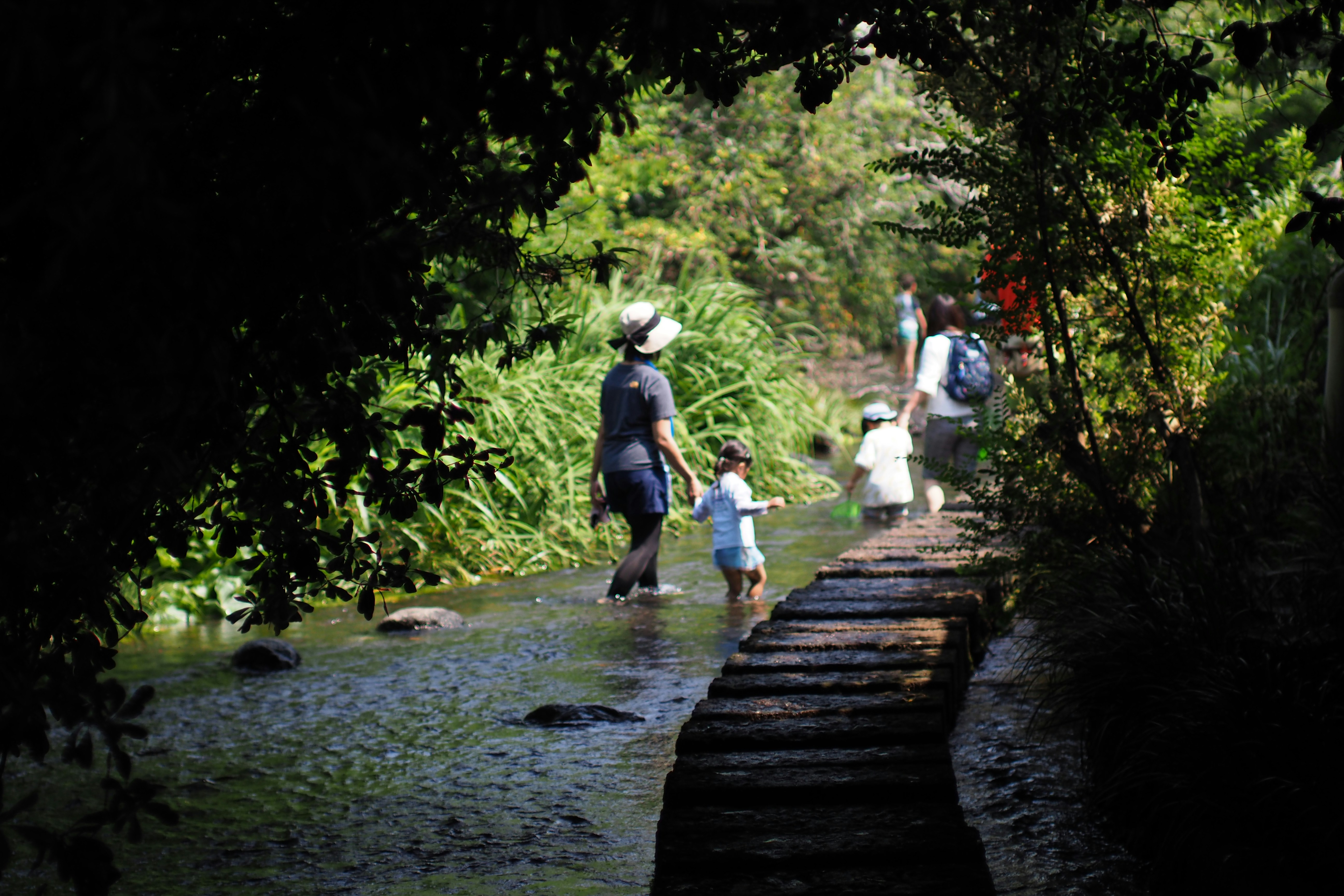 Family walking through a sun-dappled forest stream with lush greenery.