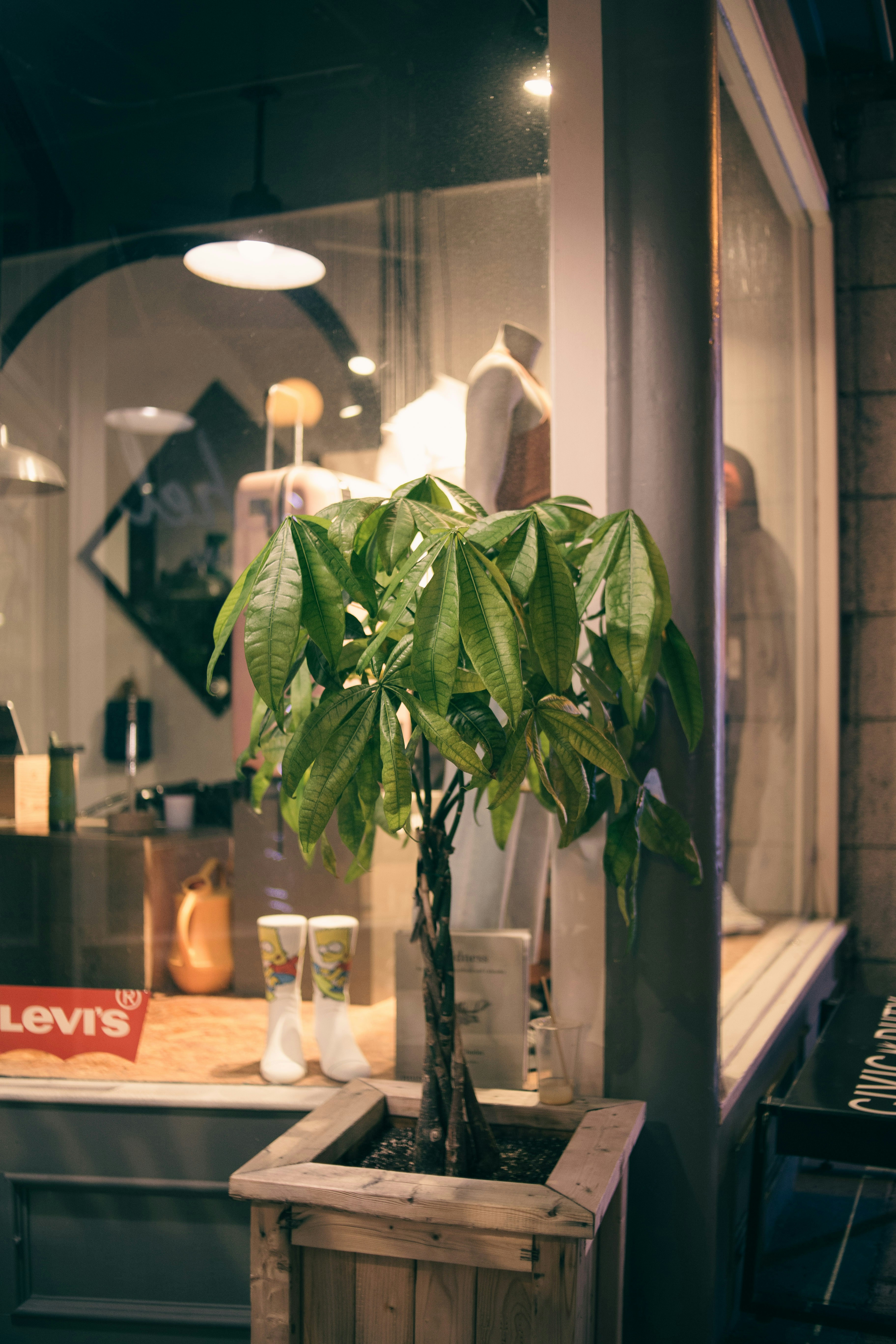 Money Tree in a Window: Soft Neon Light Illuminates a Quiet Urban Display