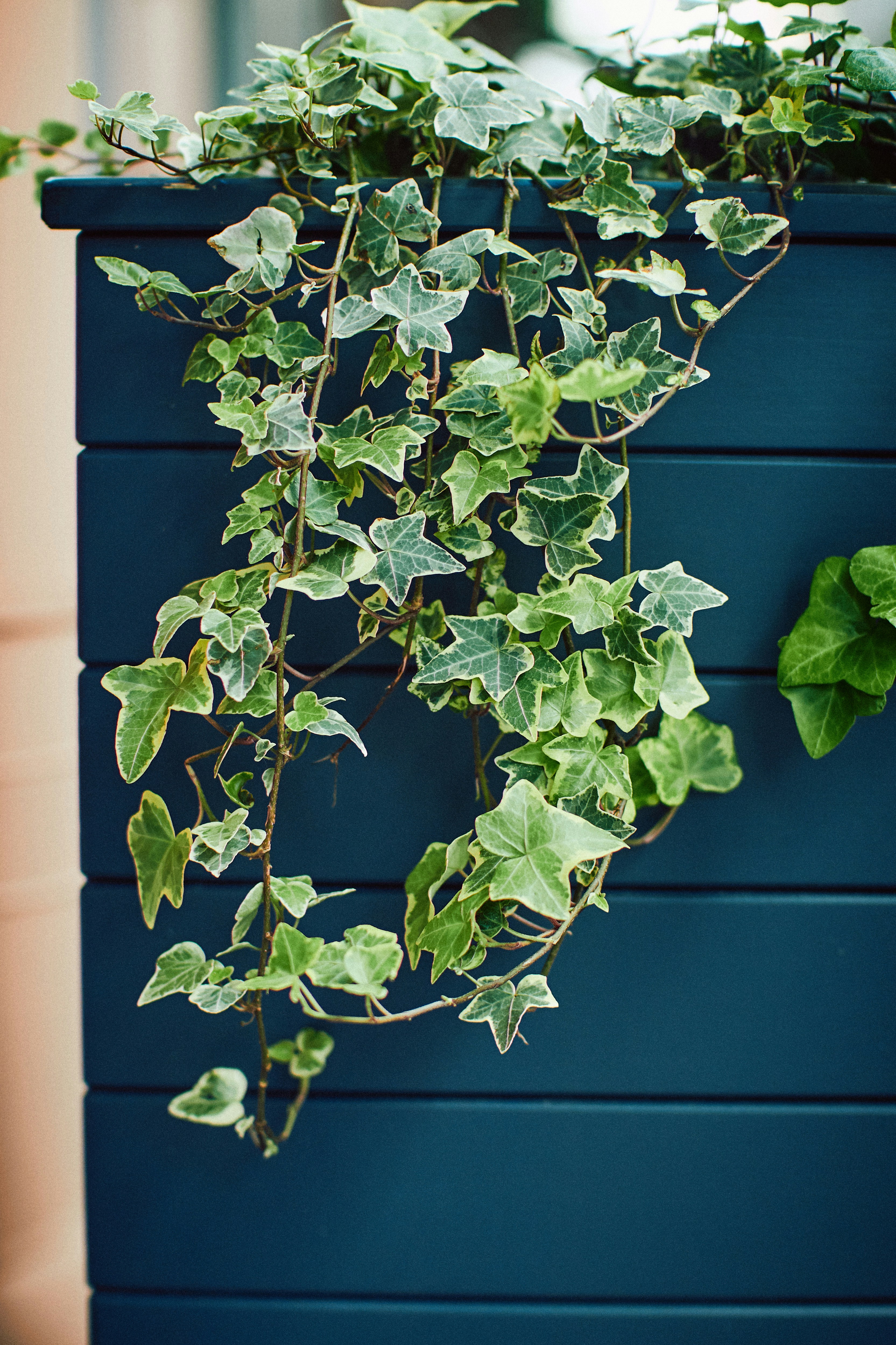 Trailing ivy climbs a blue planter, hinting at a quiet urban oasis