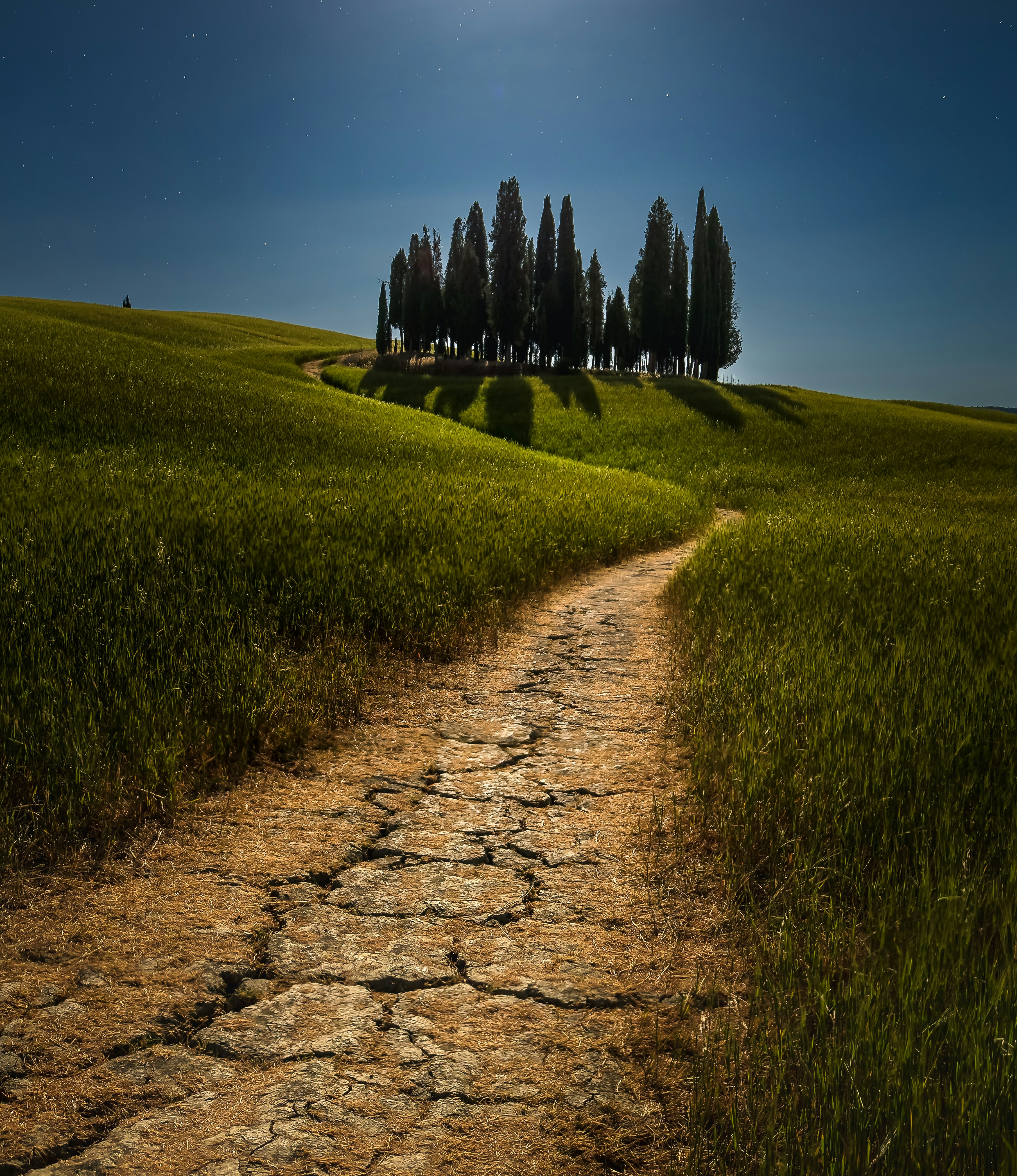 a dirt road with grass and trees on either side of it