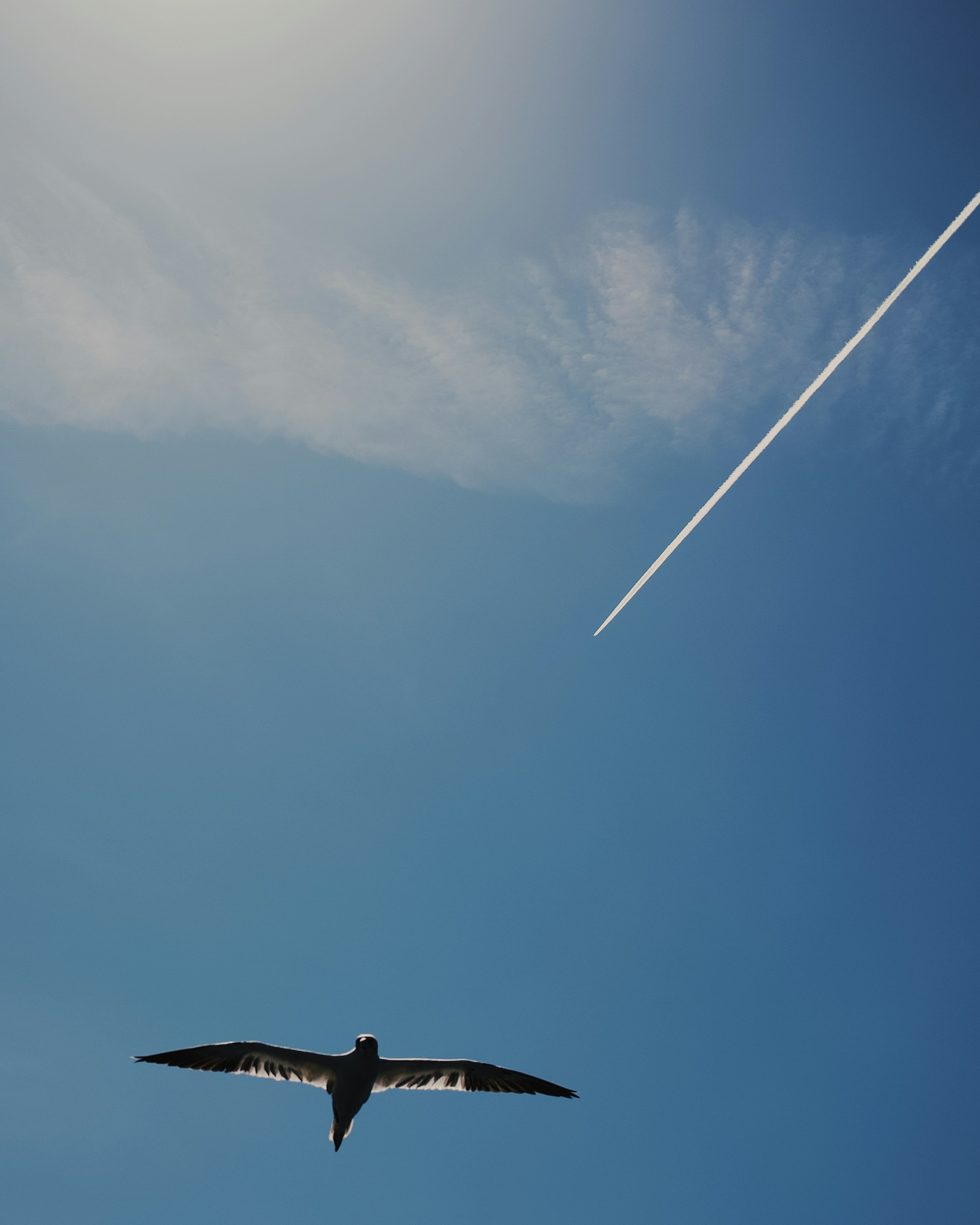 Jet Trail over a Quiet Blue Sky with a Seabird in Flight