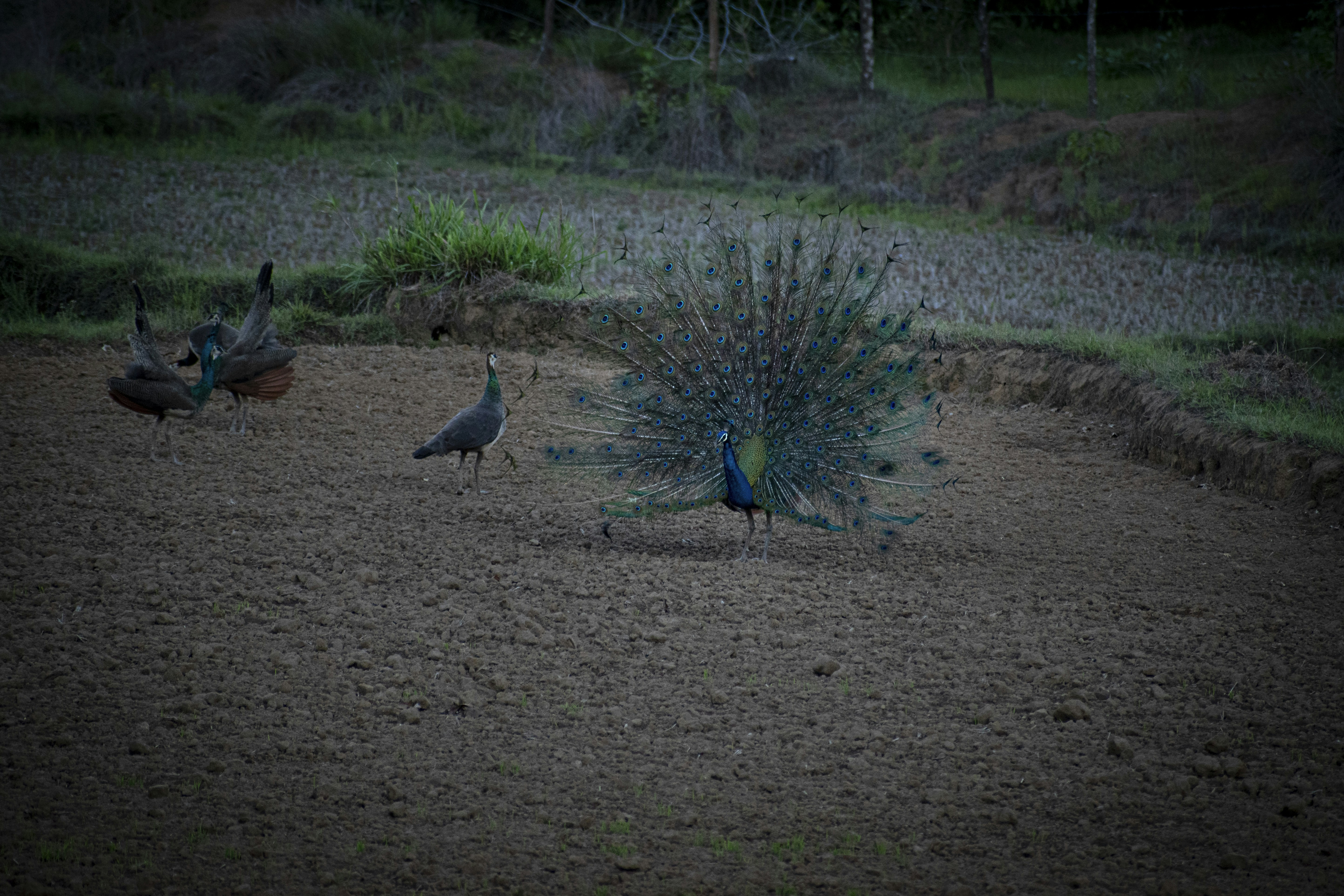 Iridescent Curtain on Dust: A Peacock's Evening Display