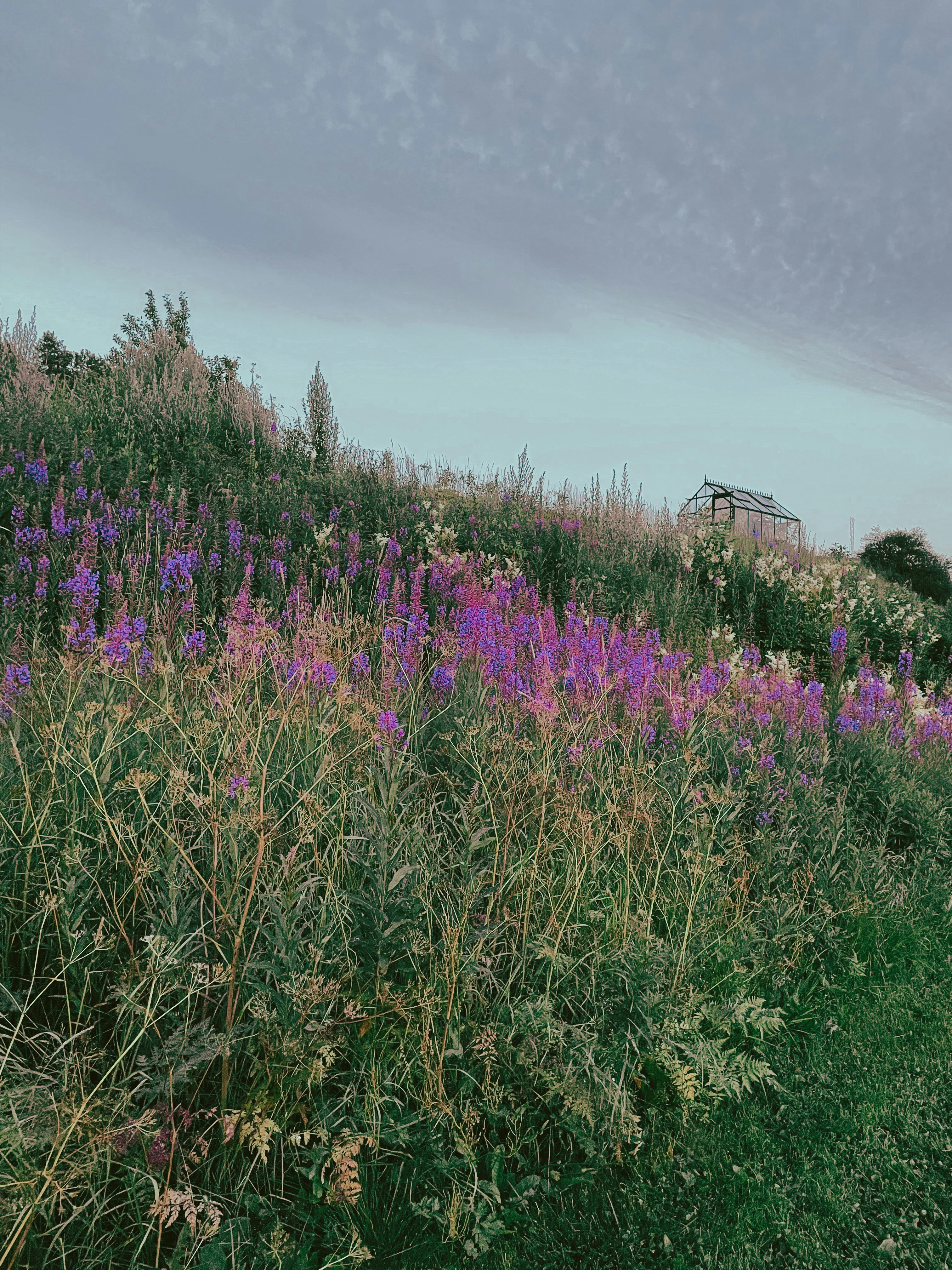 Purple Current Through the Meadow: Wildflowers Reaching Toward a Quiet Sky