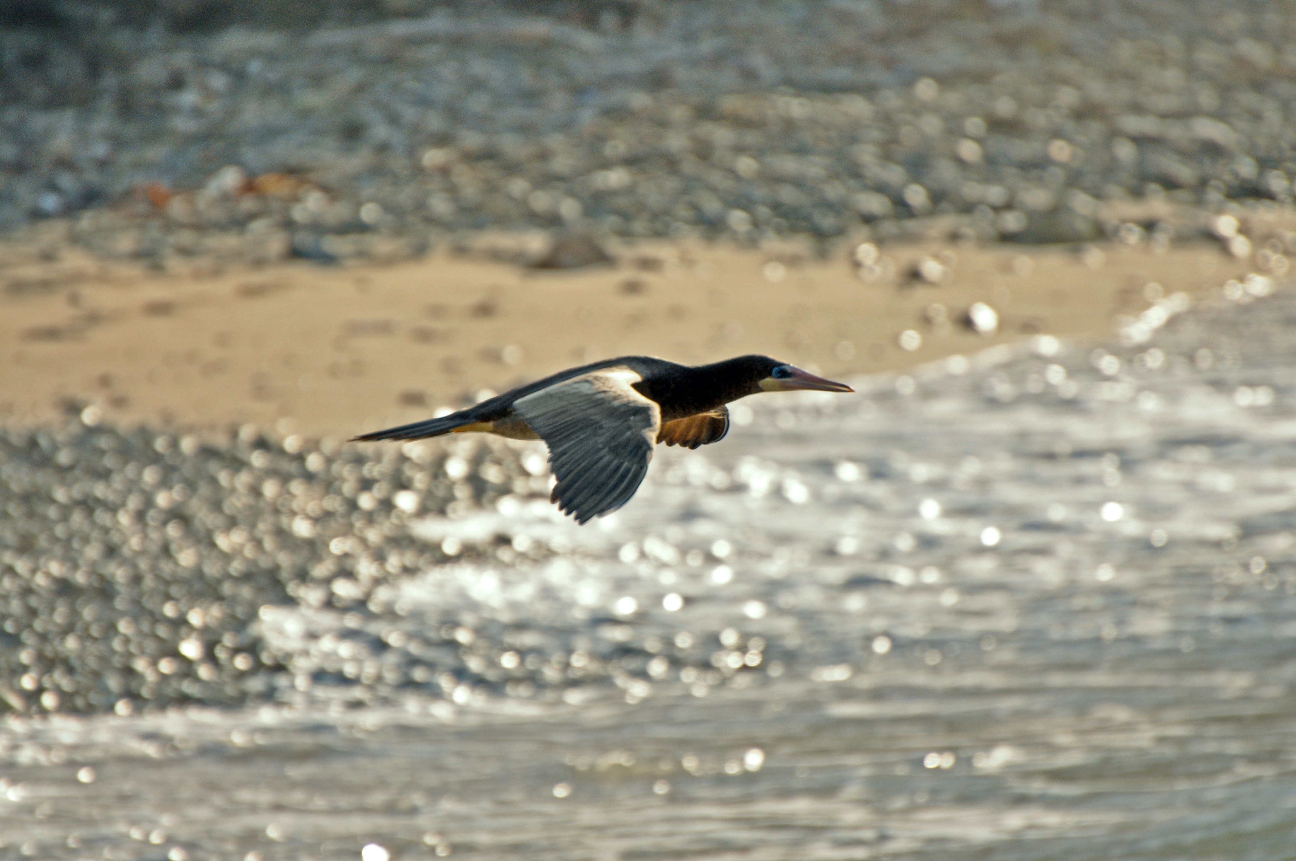 A bird in mid-flight gliding over a shimmering shoreline, showcasing its wings against the backdrop of pebbles and gentle waves.