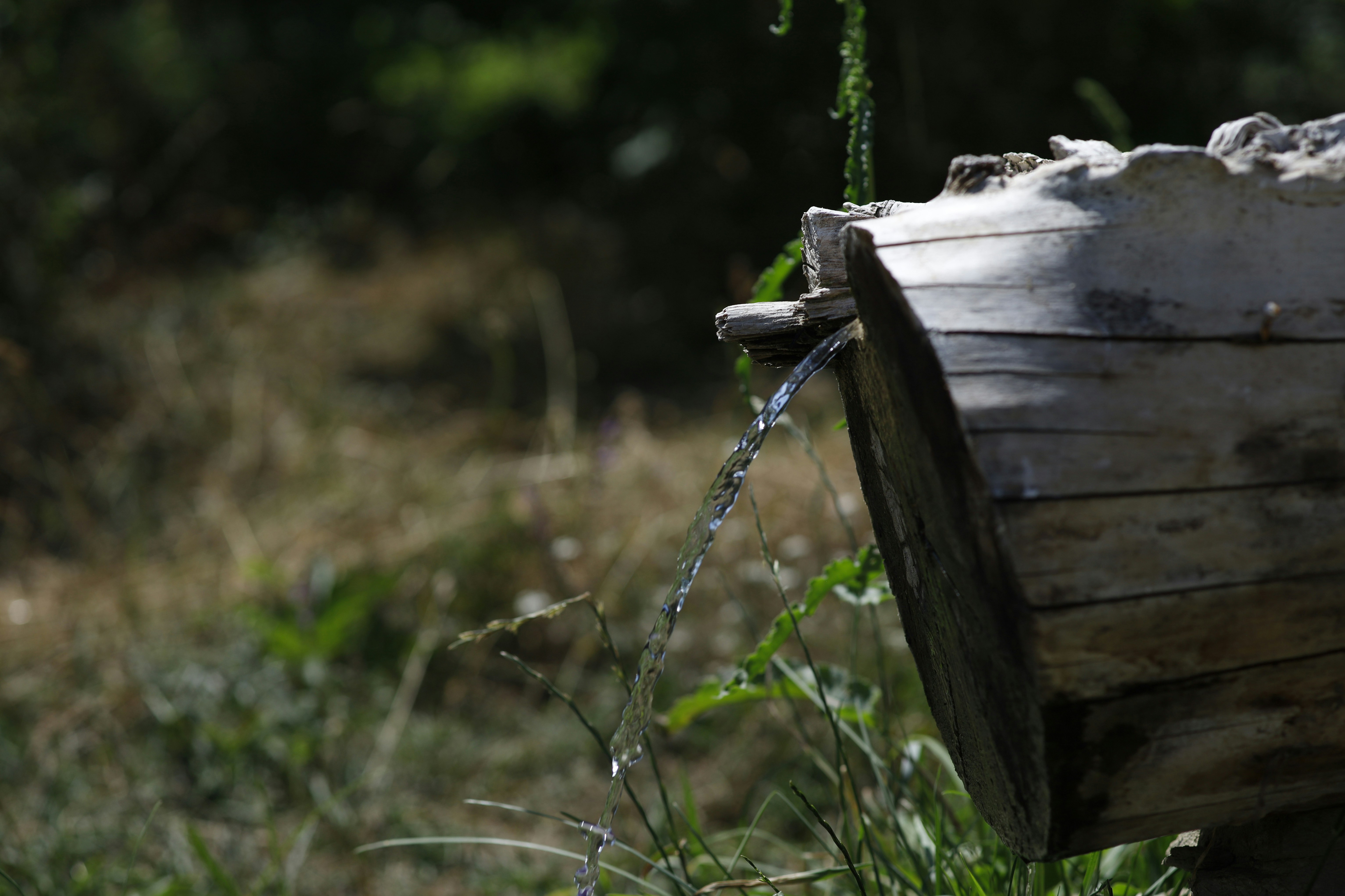 Edge Drip: Weathered Log Under Sunlit Meadow Light