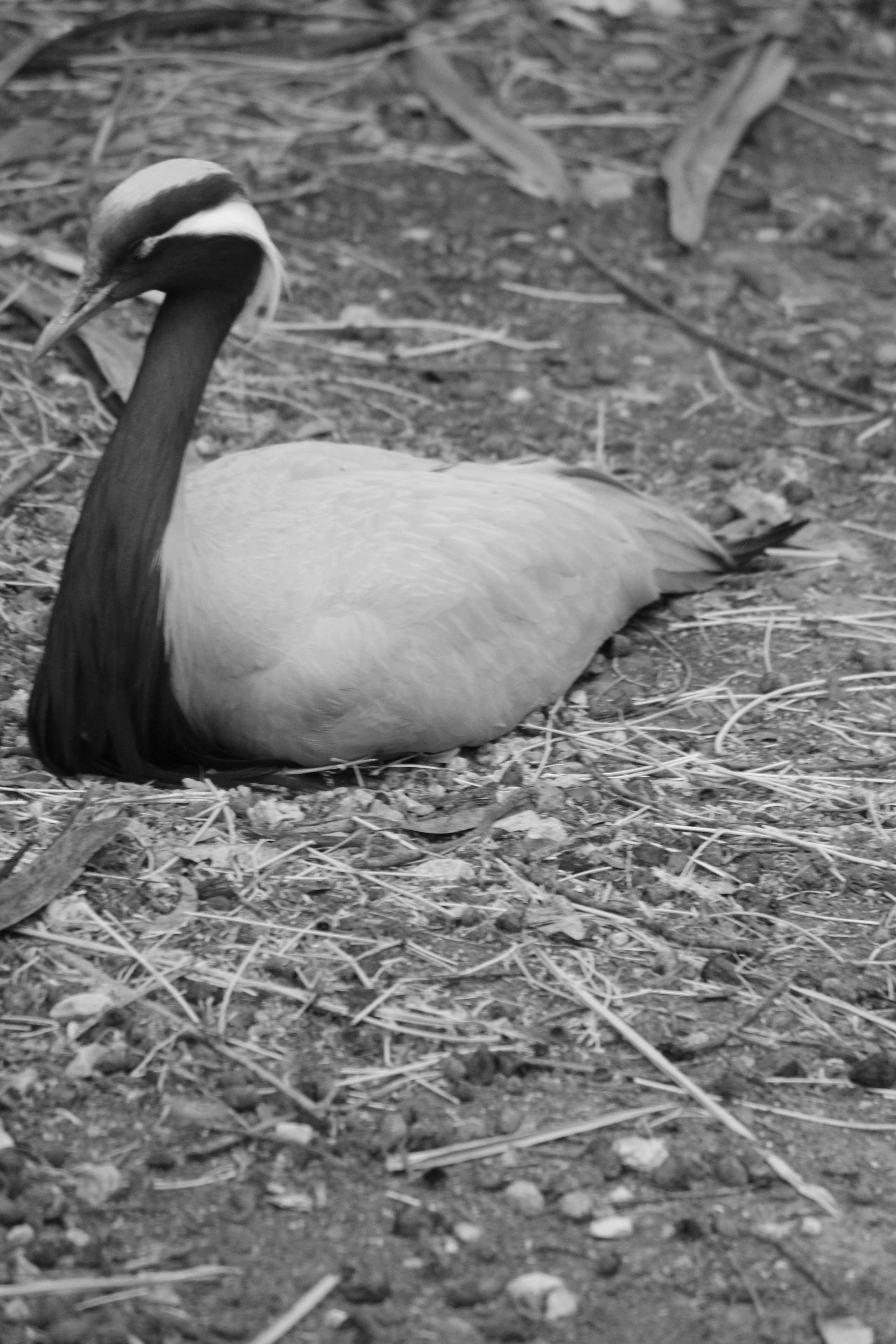 Photo by Talal elmountassir with Canon EOS 600D