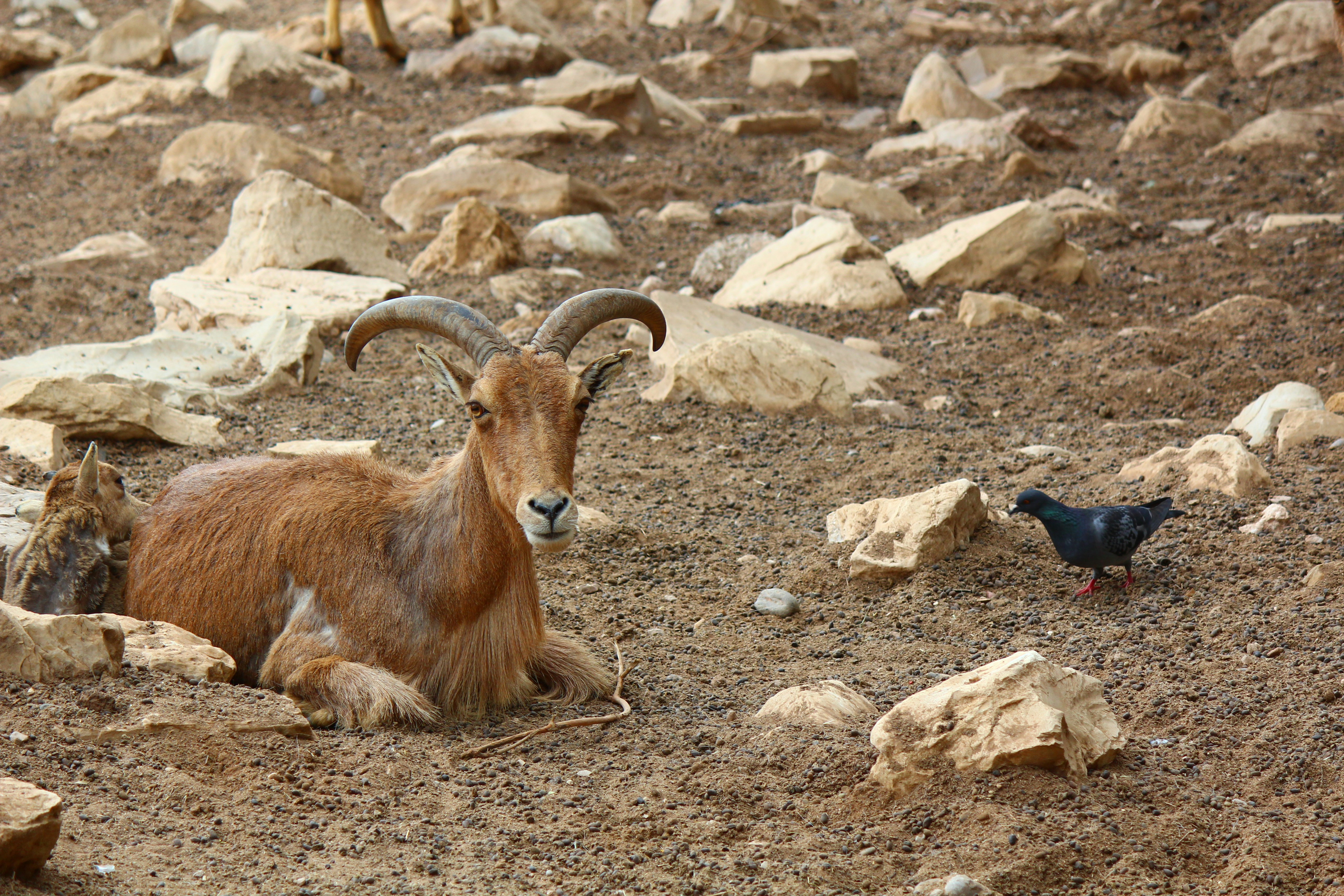 Rocky Rest: A Horned Ram and a Vivid Black Cock in a Desert Hollow