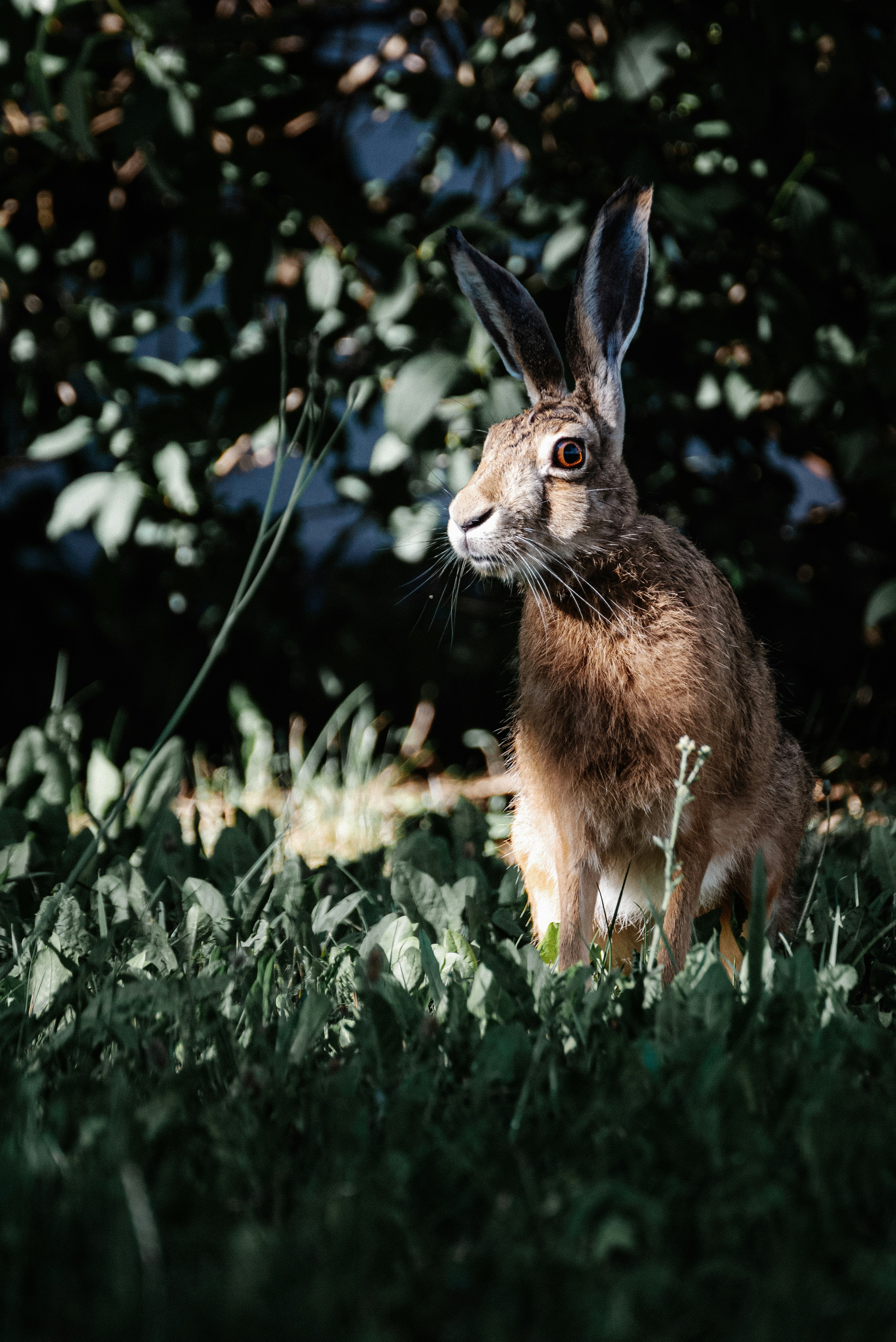 Hare Pictures | Download Free Images & Stock Photos on Unsplash