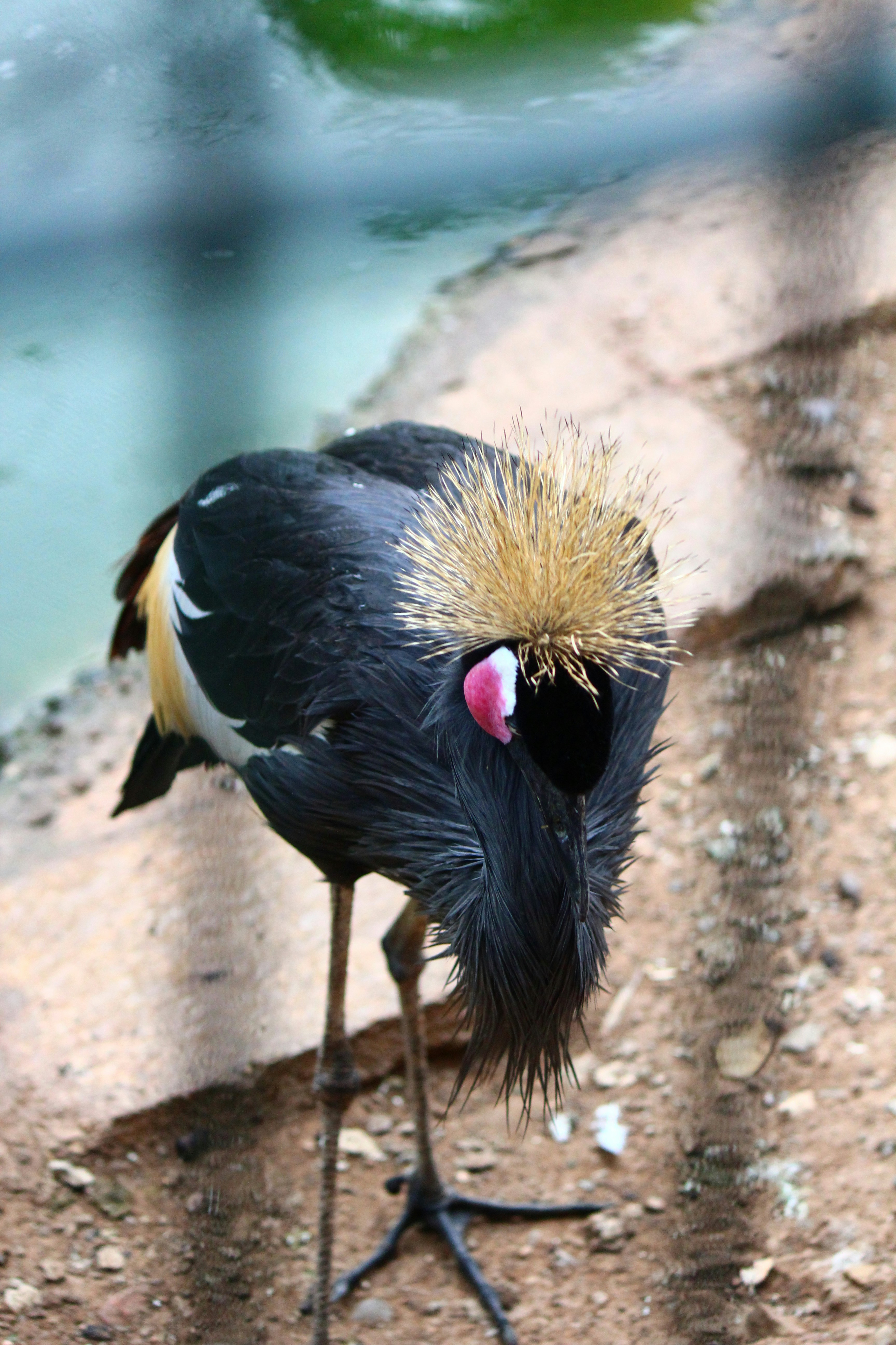 Gold Crown at the Water's Edge: A Grey Crowned Crane