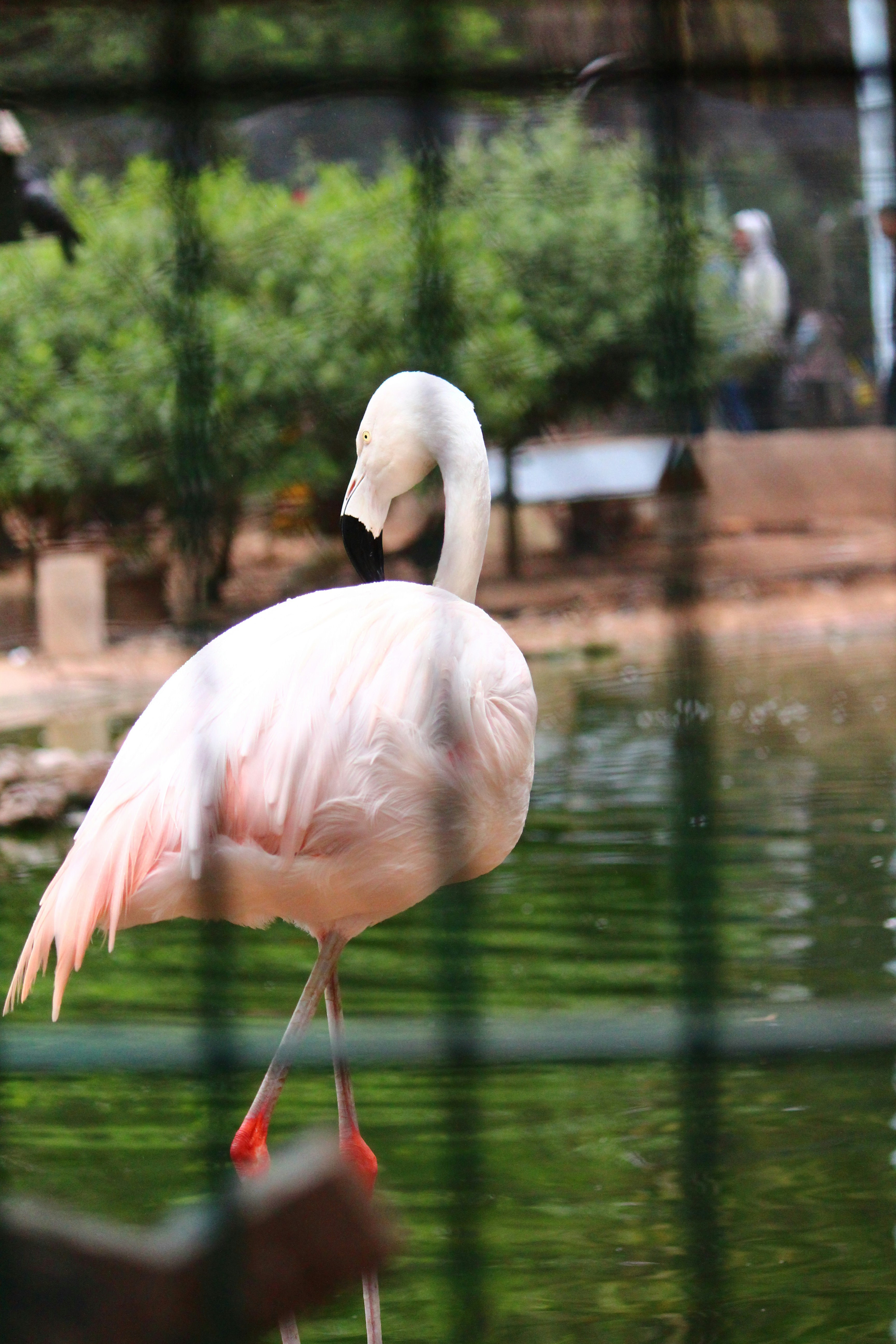 Un flamant rose debout dans l’eau photo – Image gratuite de Animal sur ...