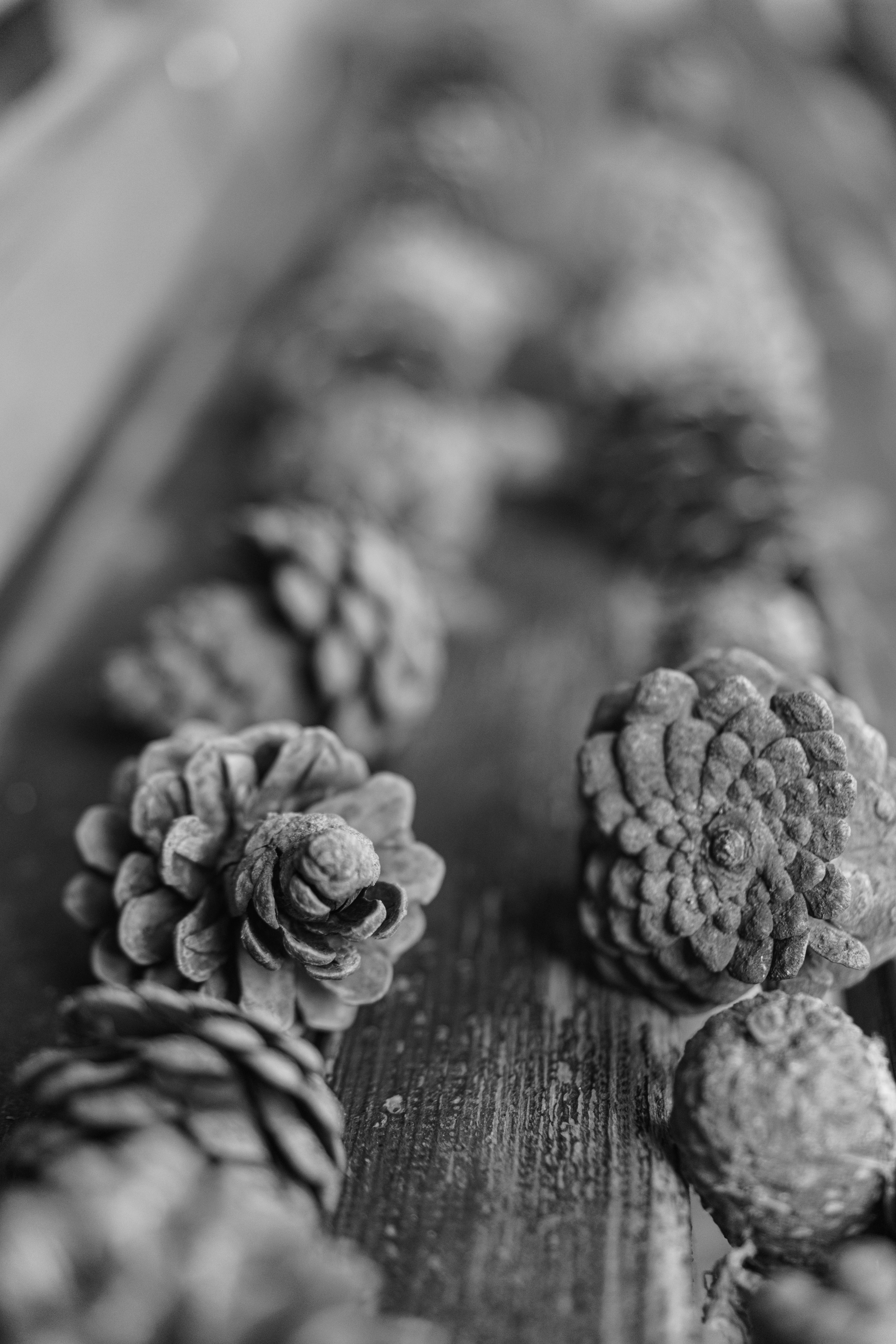 Nature's Textured Treasures