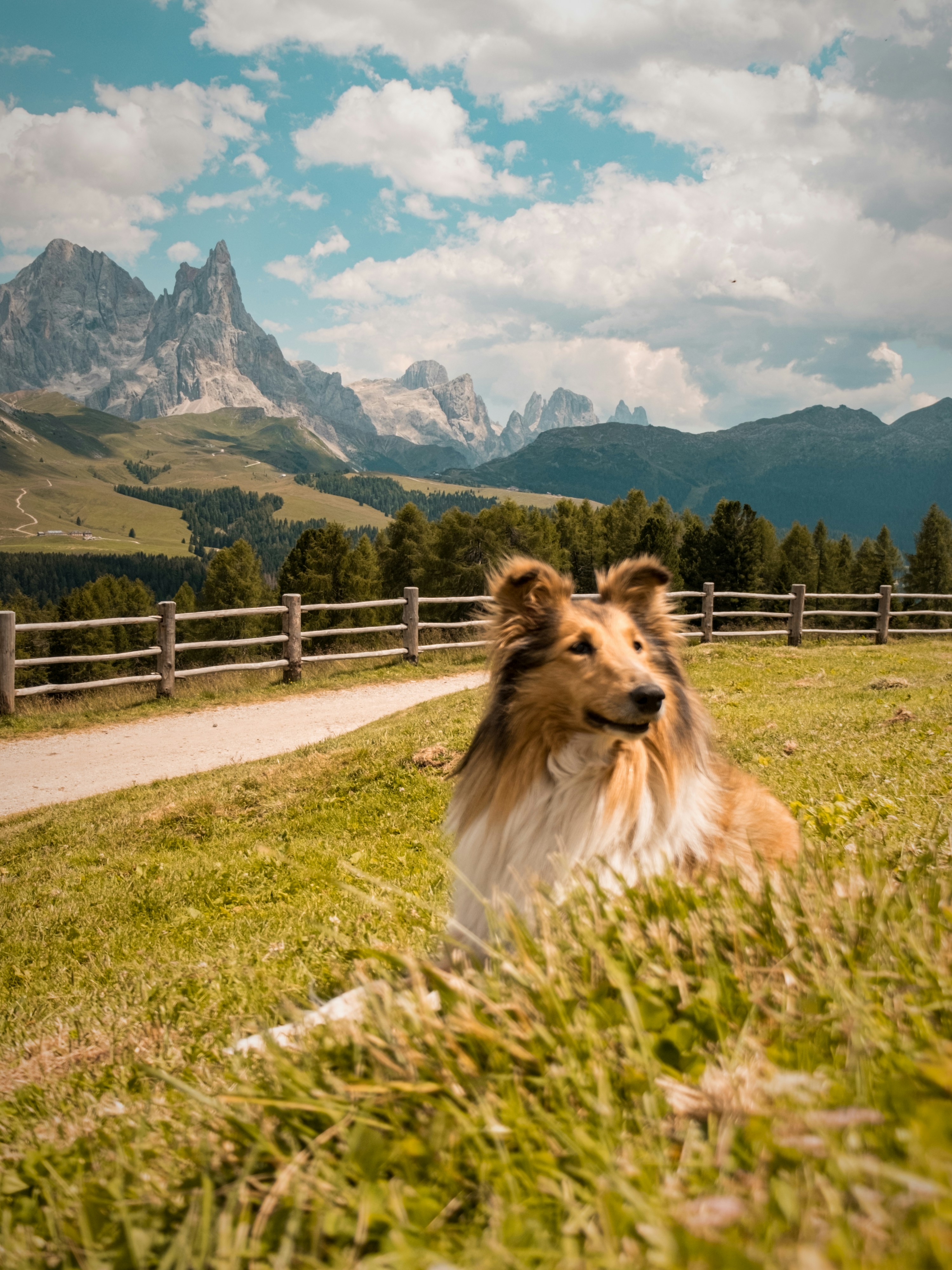 A collie rests peacefully in a lush green meadow, with majestic mountains rising in the background under a partly cloudy sky.