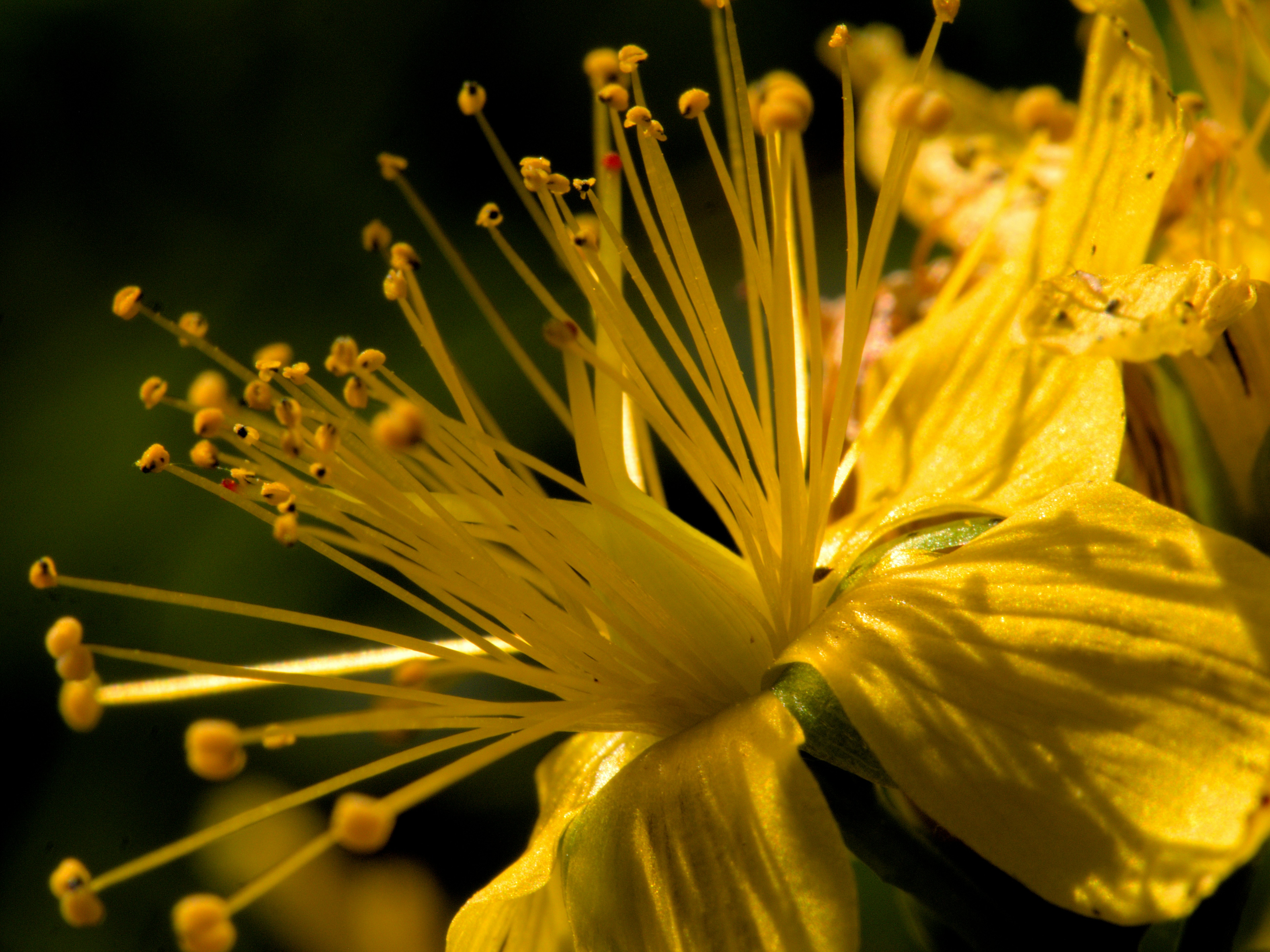 Sunlit Stamen Symphony: A Central Petal Burst