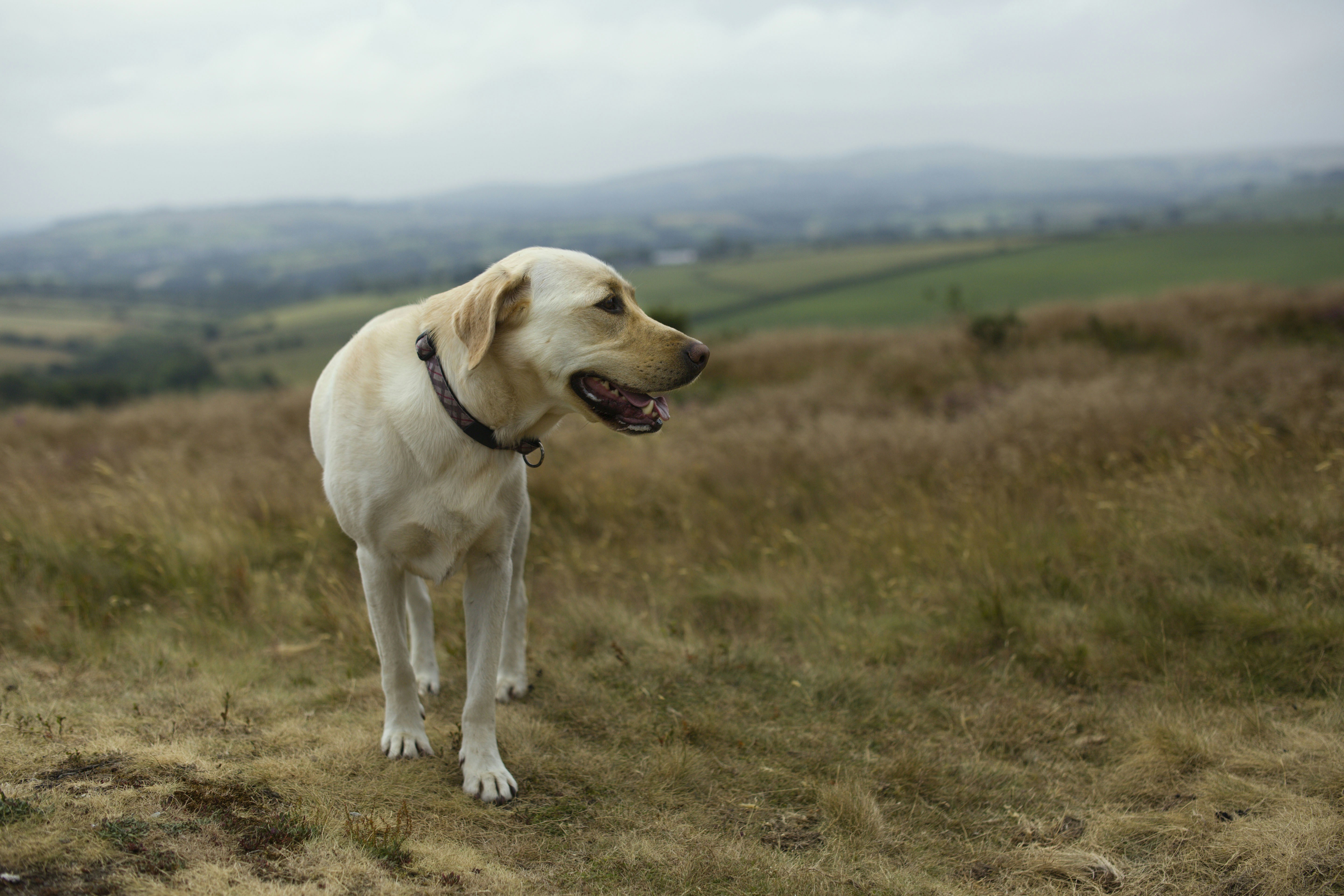 Un perro parado en una colina foto – Imagen de Pembrokeshire gratuita ...
