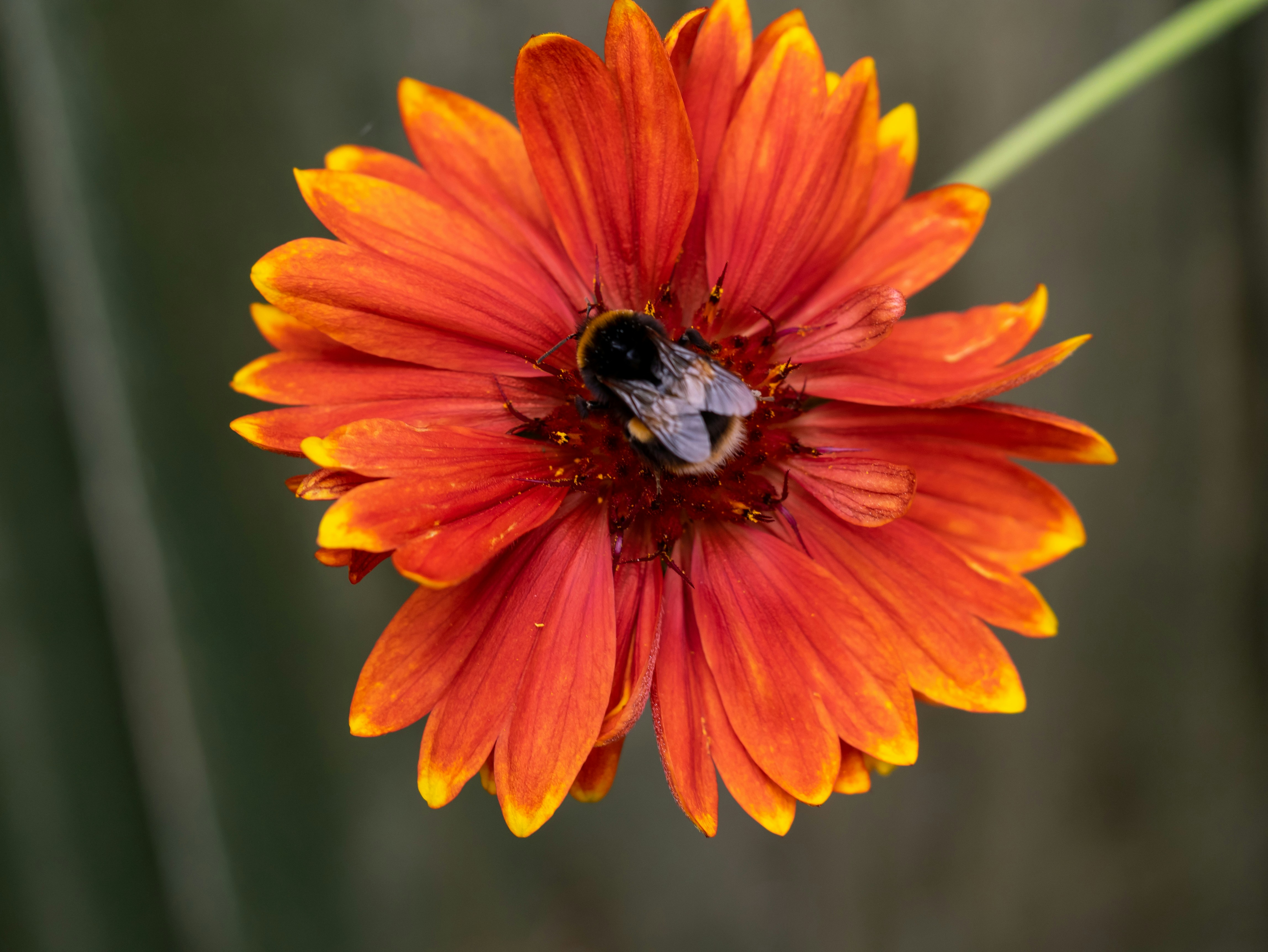 Vibrant orange flower with a bee collecting nectar at its center. The intricate details of the petals and the bee's delicate features are prominently showcased.