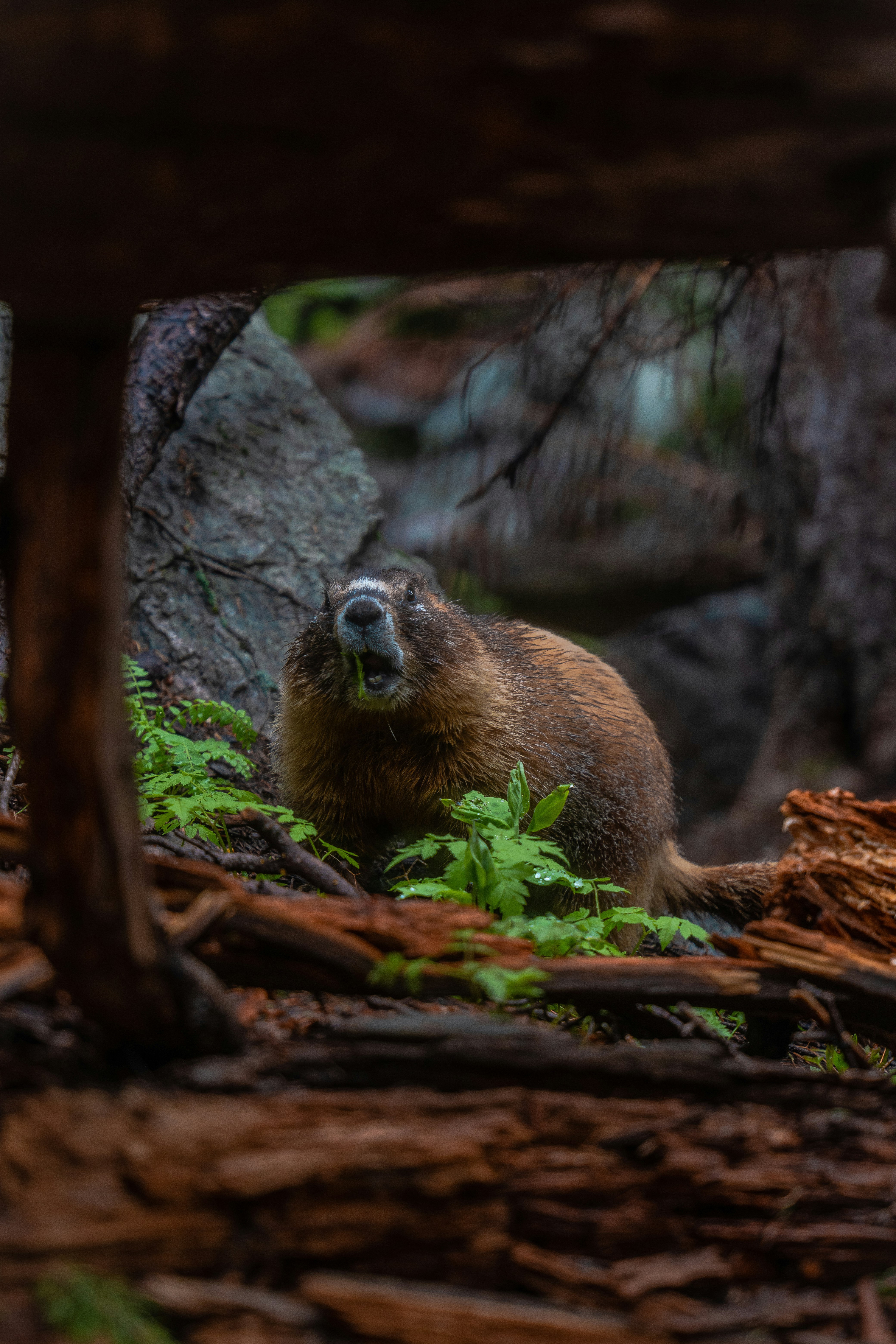 Marmot on alert in a log-framed forest hideout