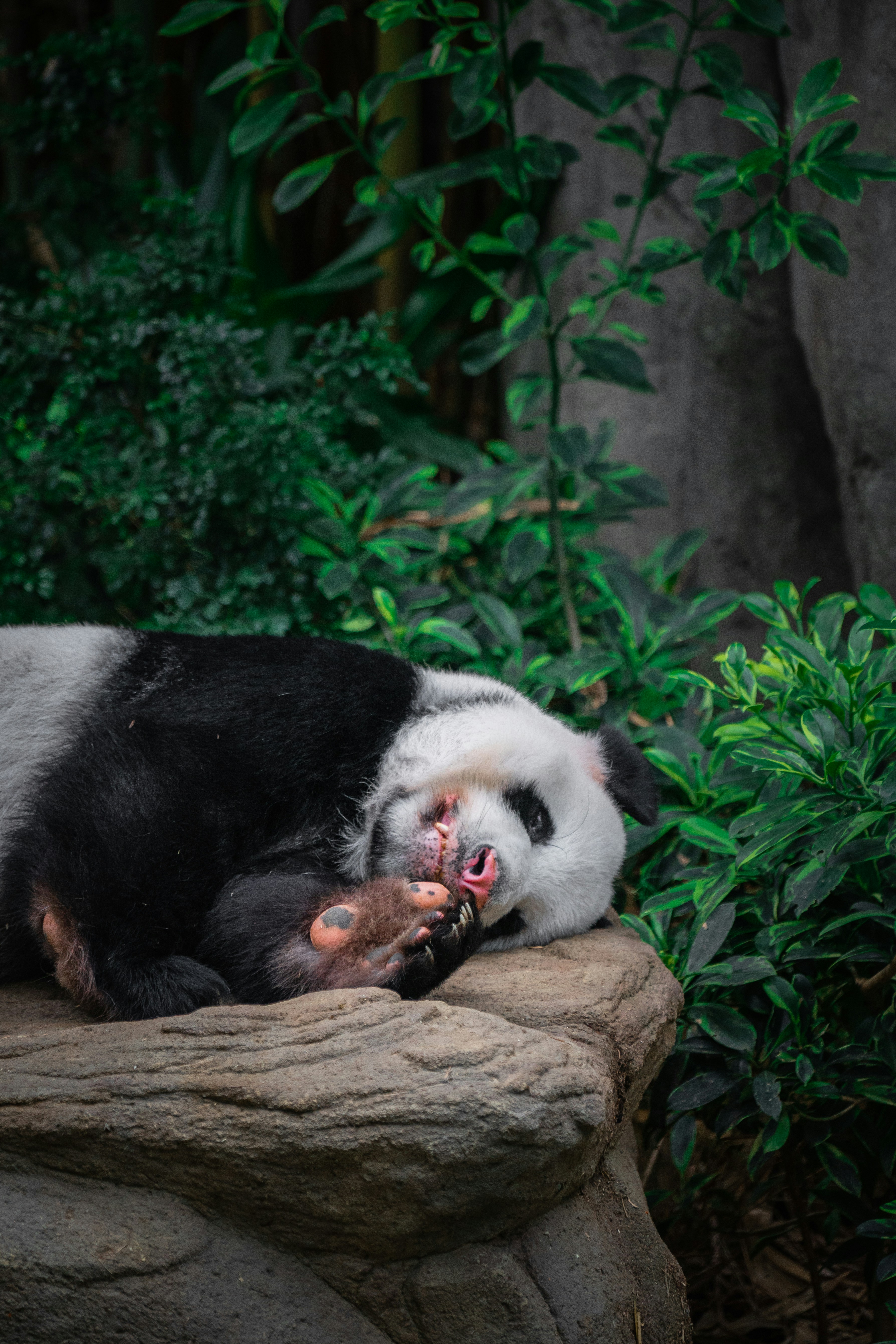 Panda Wallpapers: Free HD Download [500+ HQ]