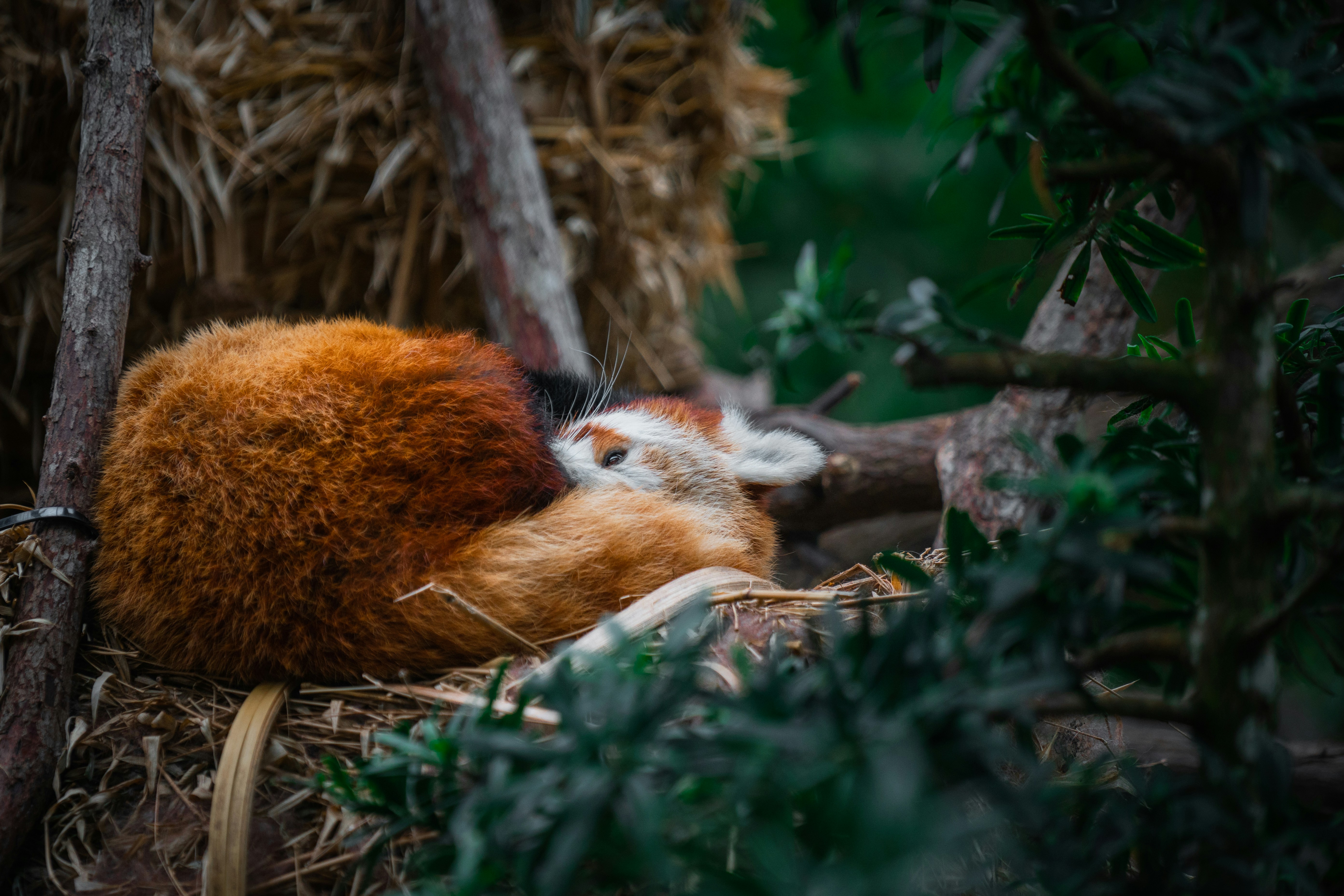 Cozy Red Panda Napping Amid Forest Bamboo