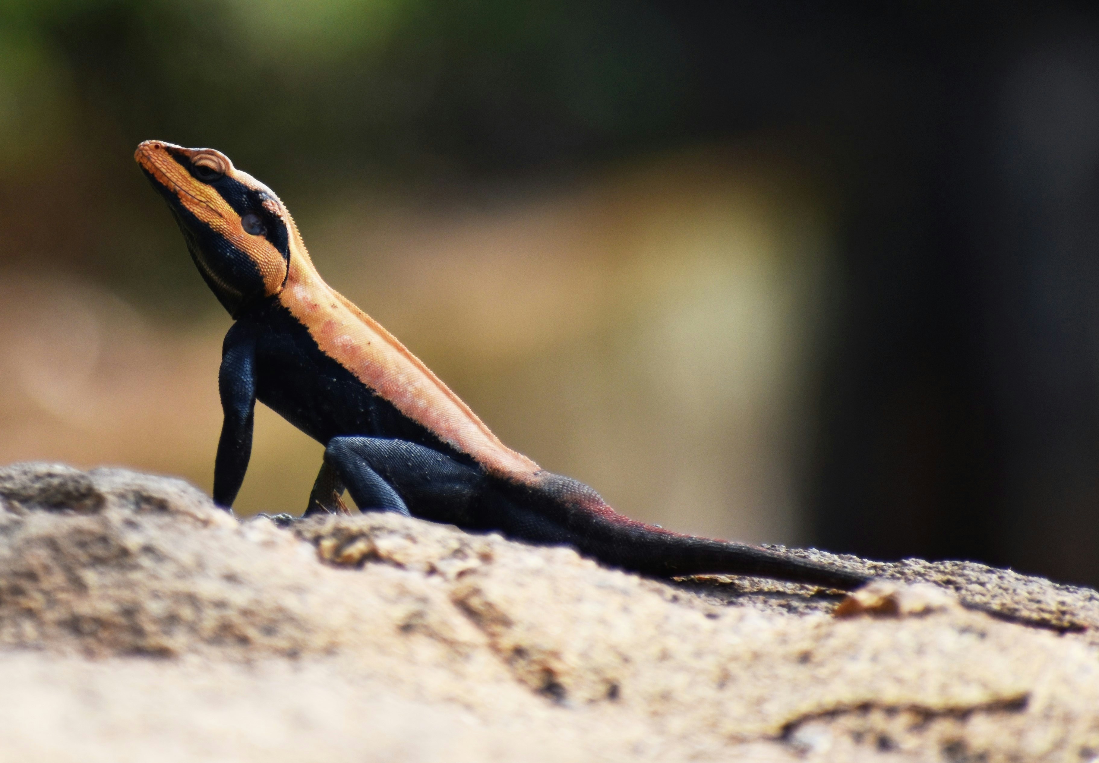 Desert Gecko Scout: A Coastal Lizard Poised on Stone