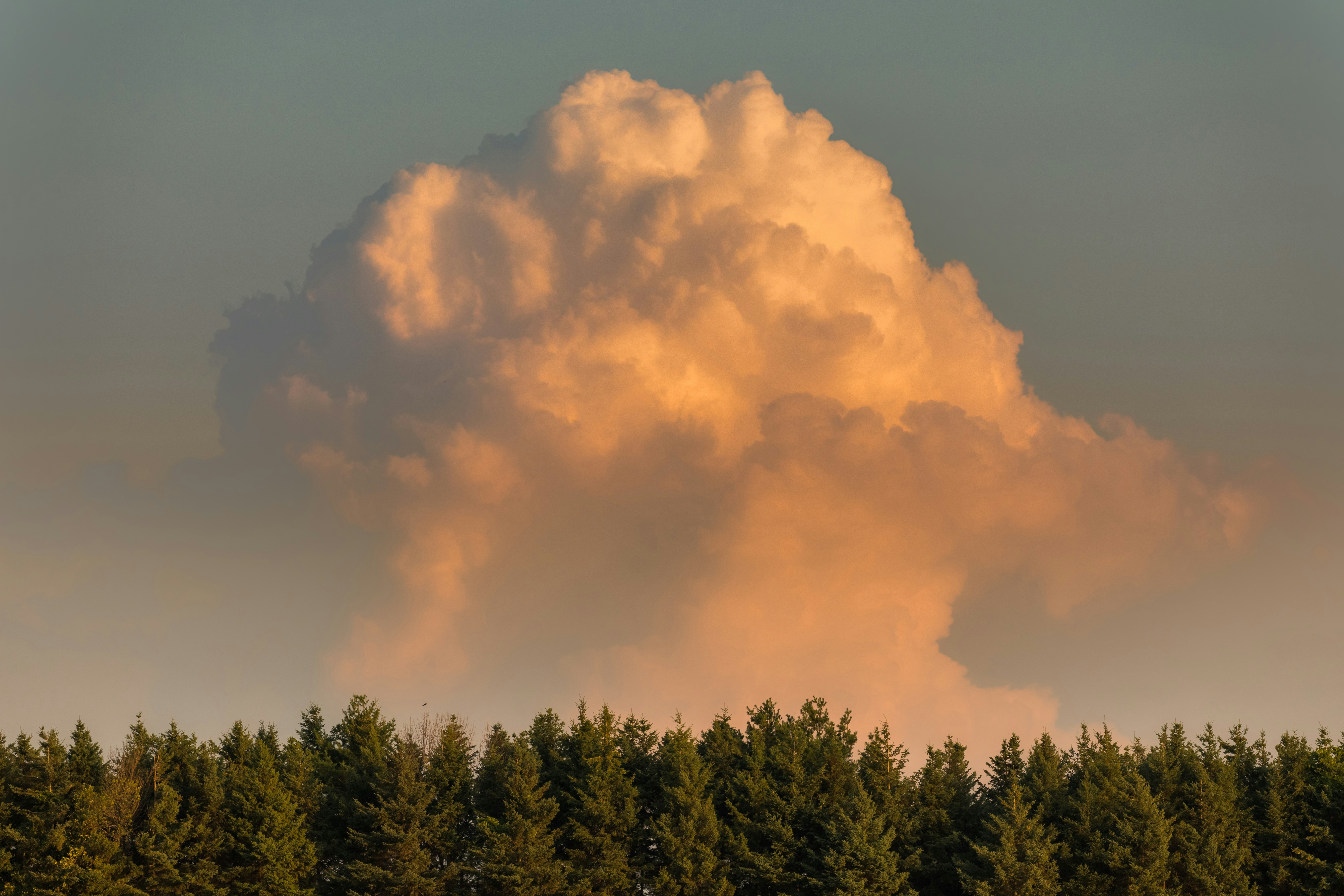 Golden Cloud Crown over a Silent Pine Line